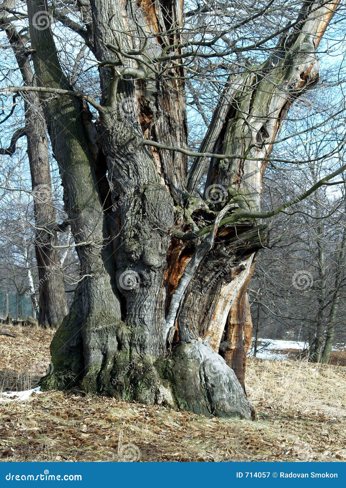 OLD TREE-TRUNK stock image. Image of nature, grained, brown - 714057
