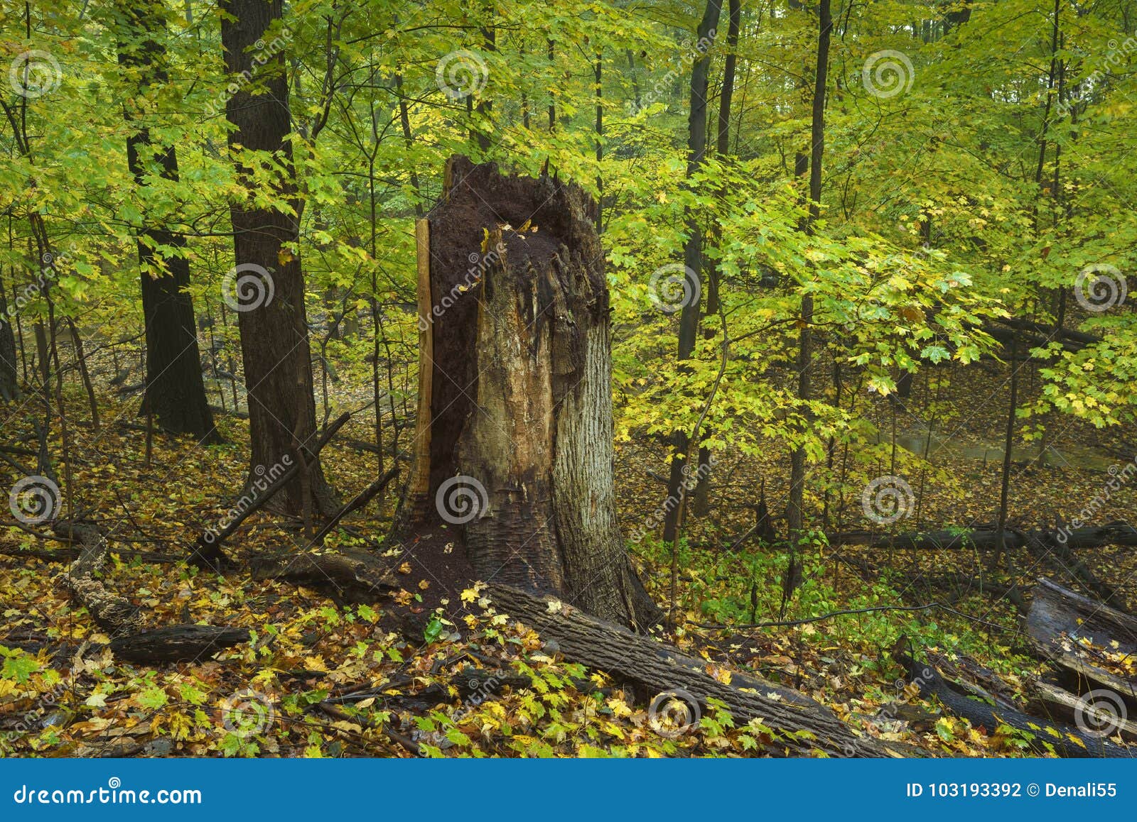 Old Tree Trunk in Autumn Forest. Stock Photo - Image of scenery, autumn ...