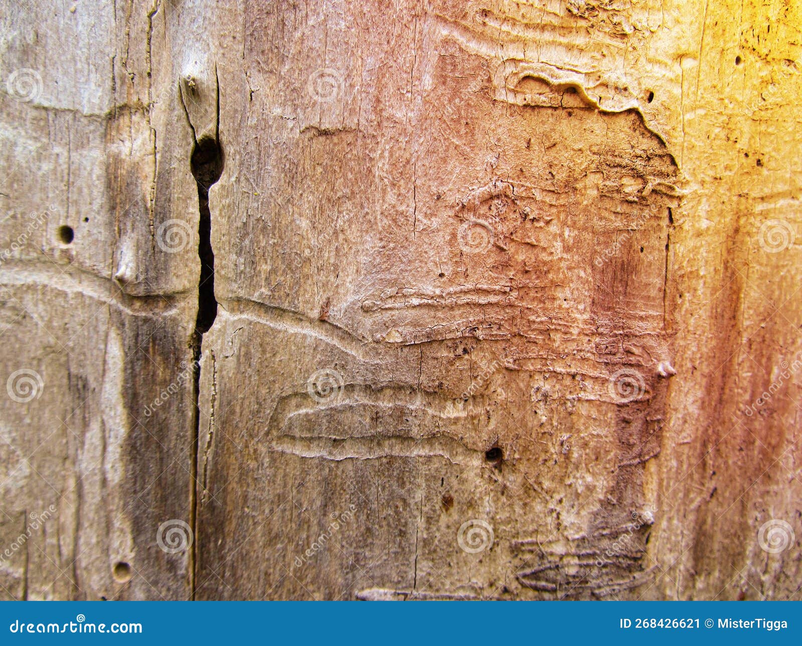 An Old Tree Trunk without Bark Gnawed through by Wood Worms with Worm ...