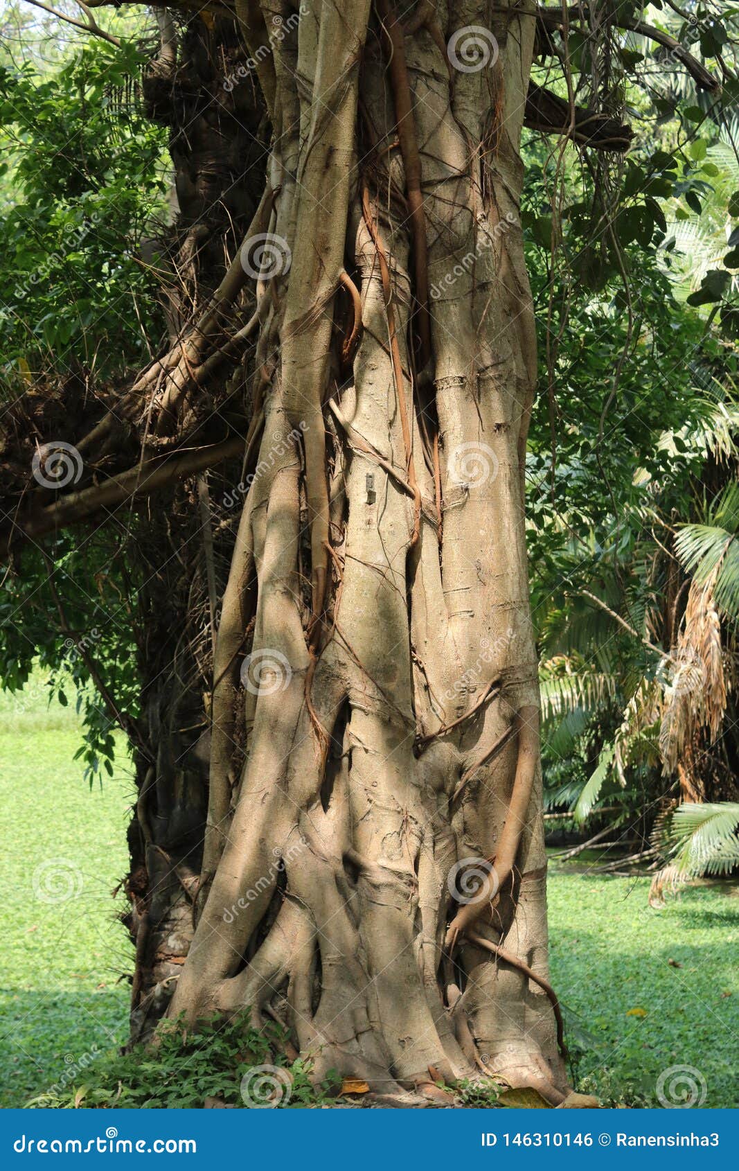 Old tree trunk with bark stock photo. Image of leaves - 146310146