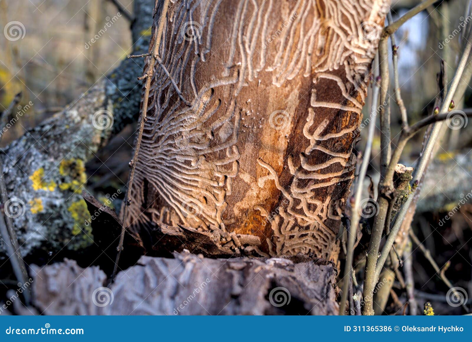 Old Tree Trunk without Bark. Worm Shaped Paths on Old Trunk Stock Photo ...