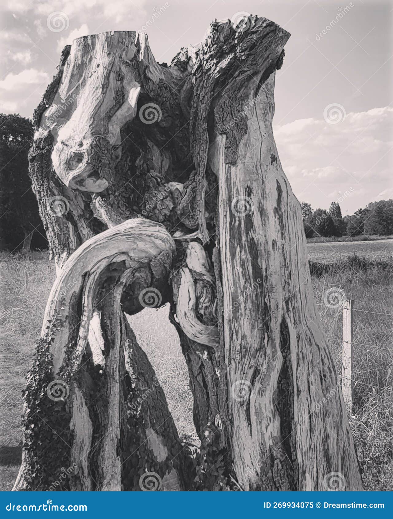 An Old Tree Trunk Black and White Stock Image - Image of black, white ...