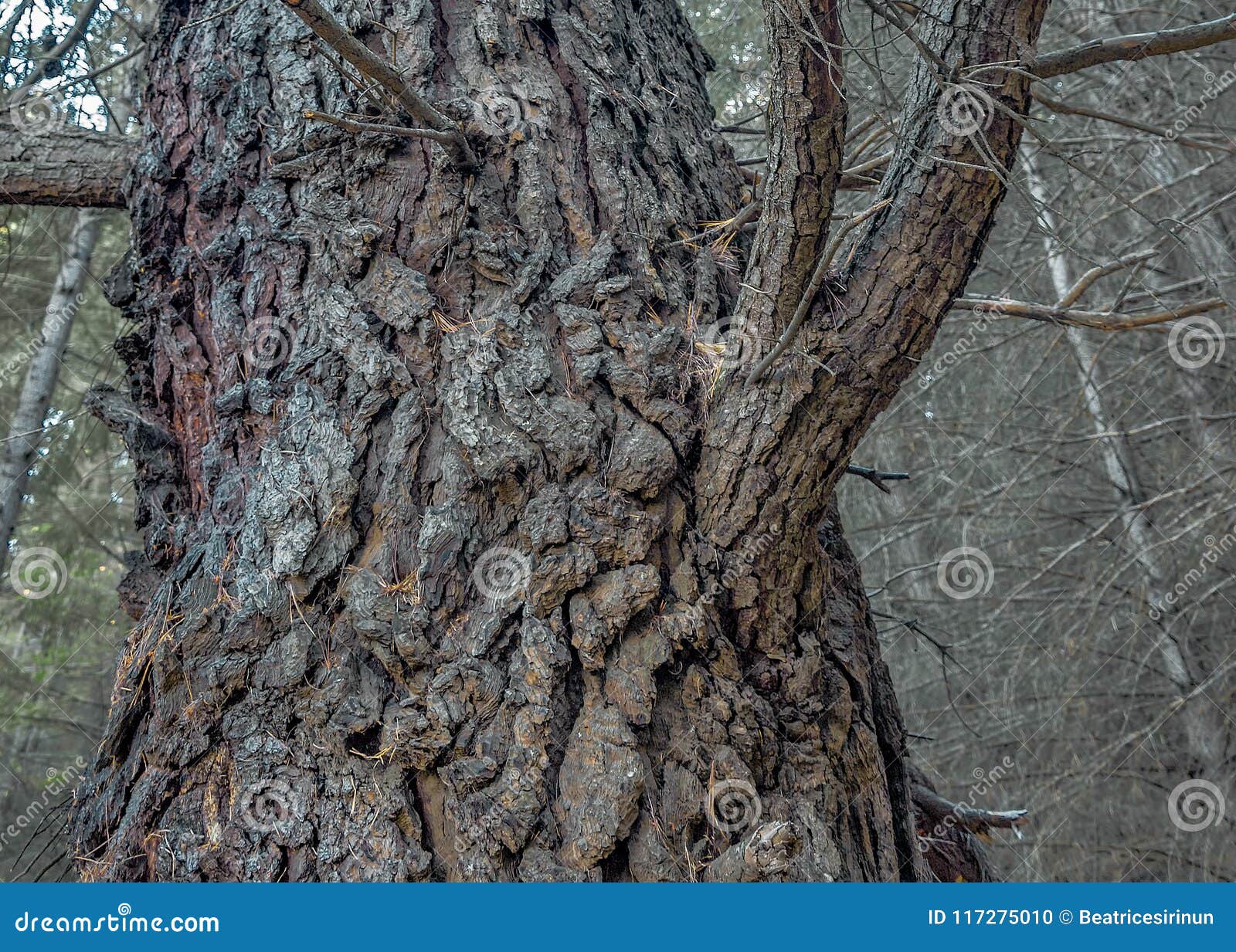 Old tree trunk. stock photo. Image of crack, branches - 117275010