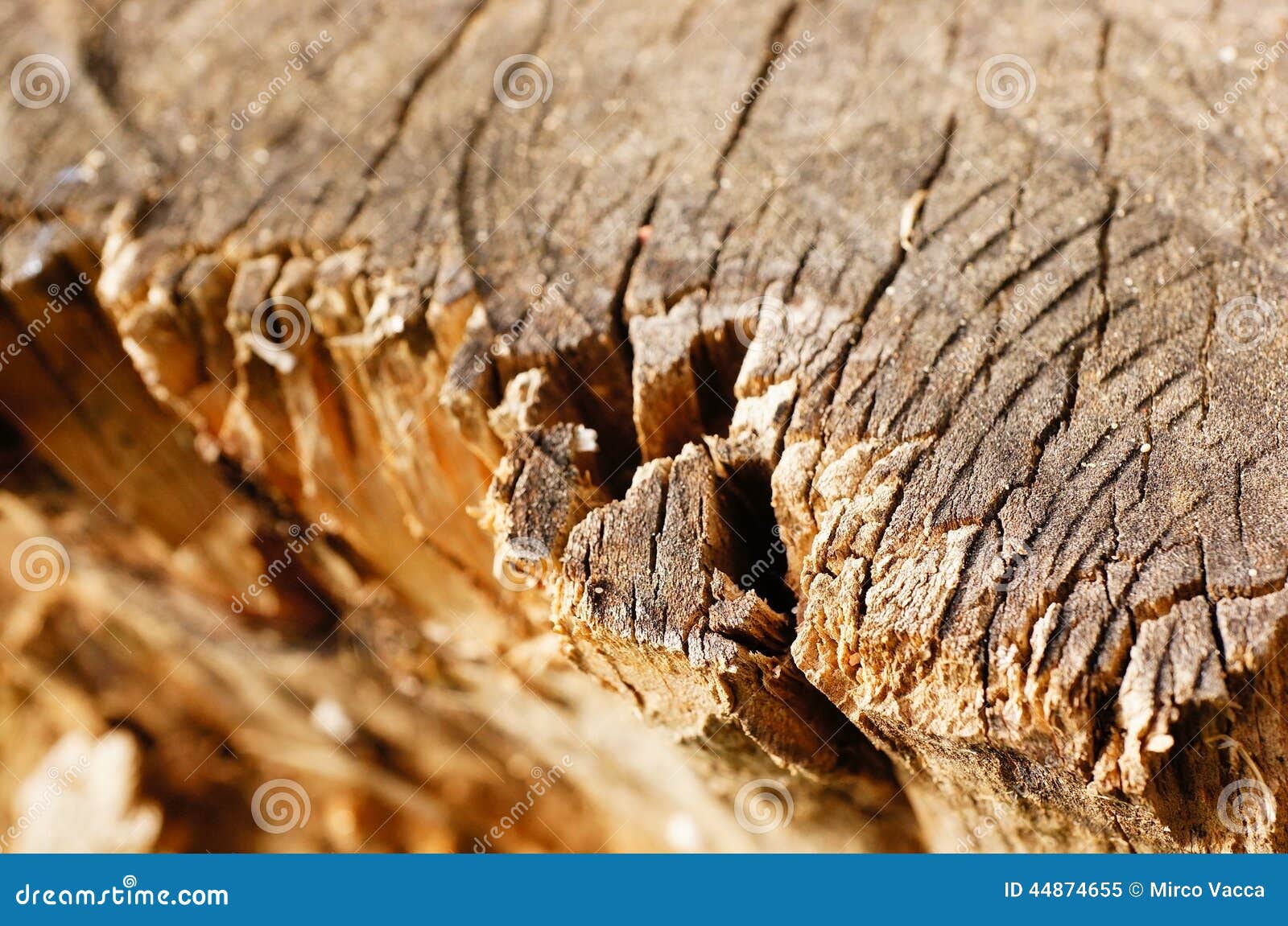 Old tree trunk stock image. Image of close, wood, nature - 44874655