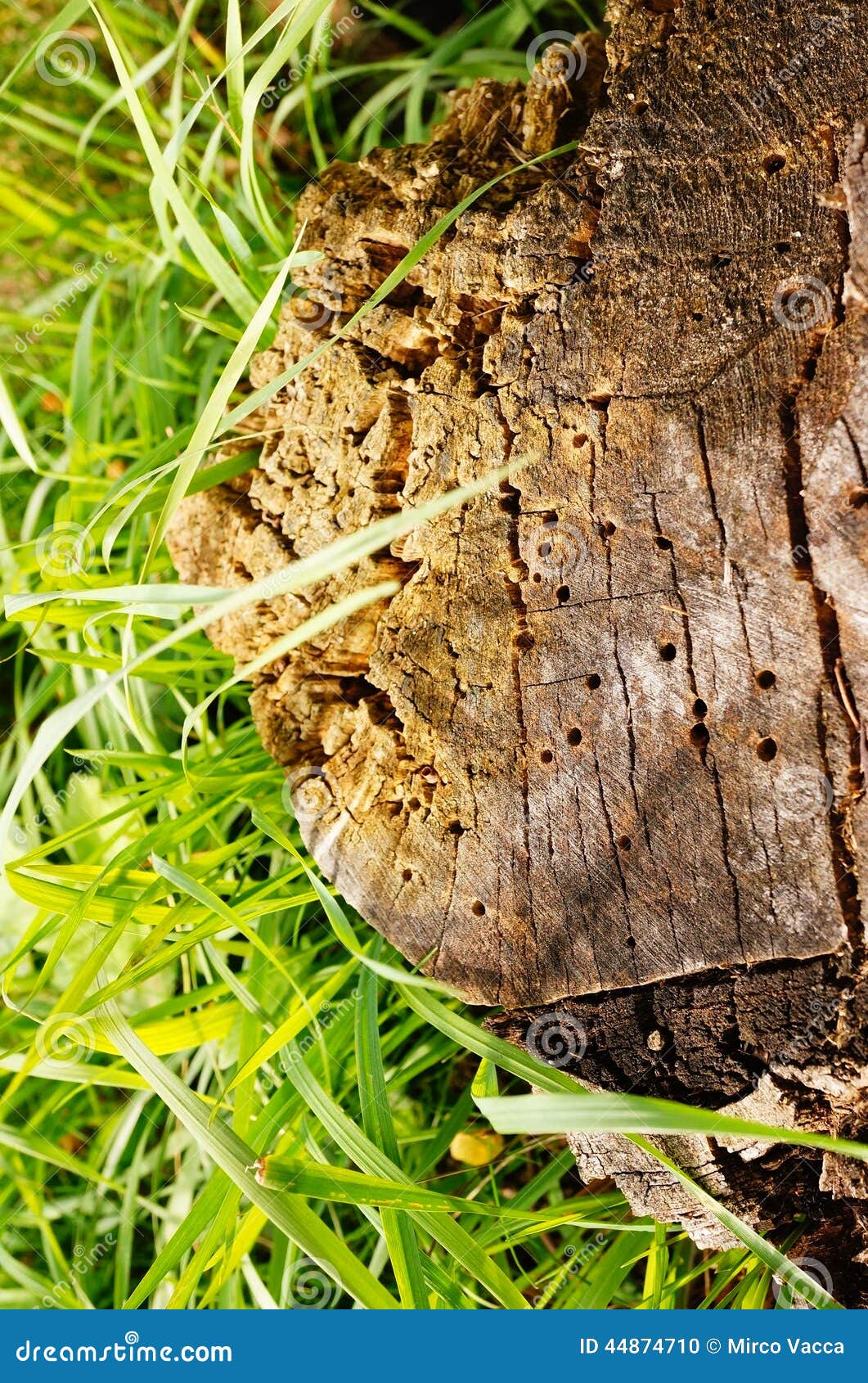 Old tree trunk stock photo. Image of matsutake, nature - 44874710