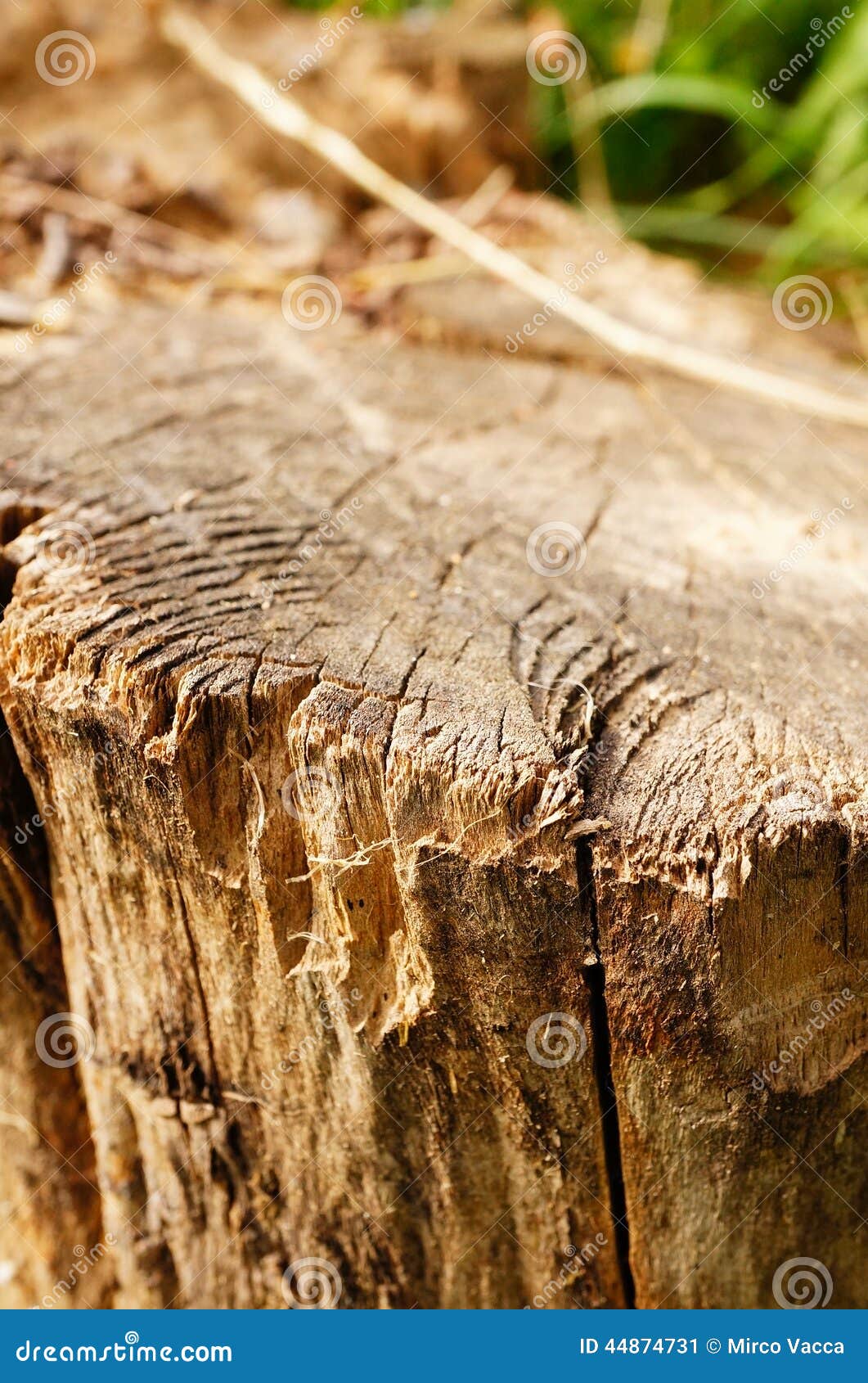 Old tree trunk stock image. Image of tree, close, plant - 44874731