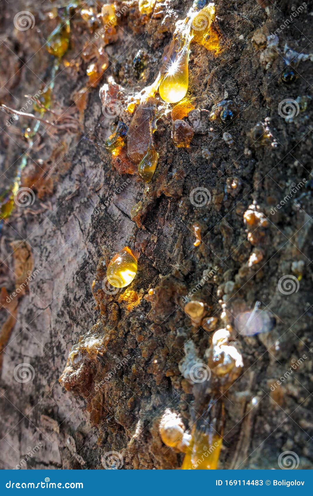 Old Tree Trunk Close Up with Amber Tar Drops Stock Image - Image of ...