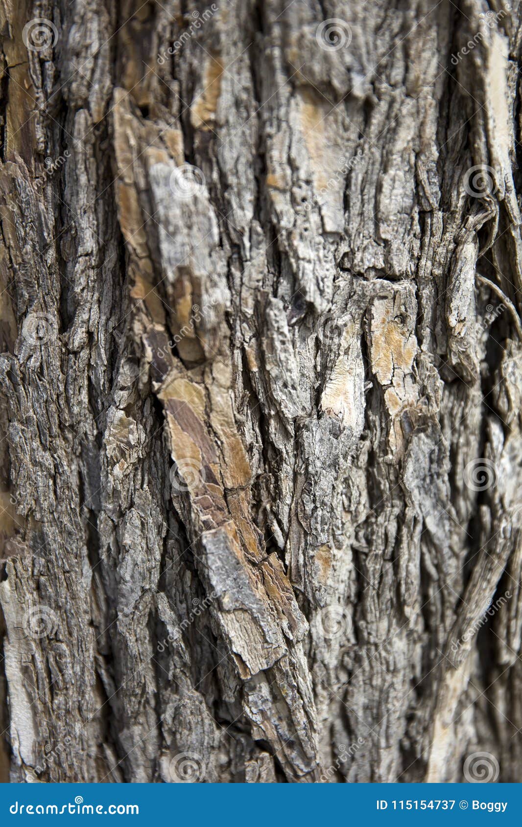 Old tree trunk stock image. Image of aging, trunk, outside - 115154737