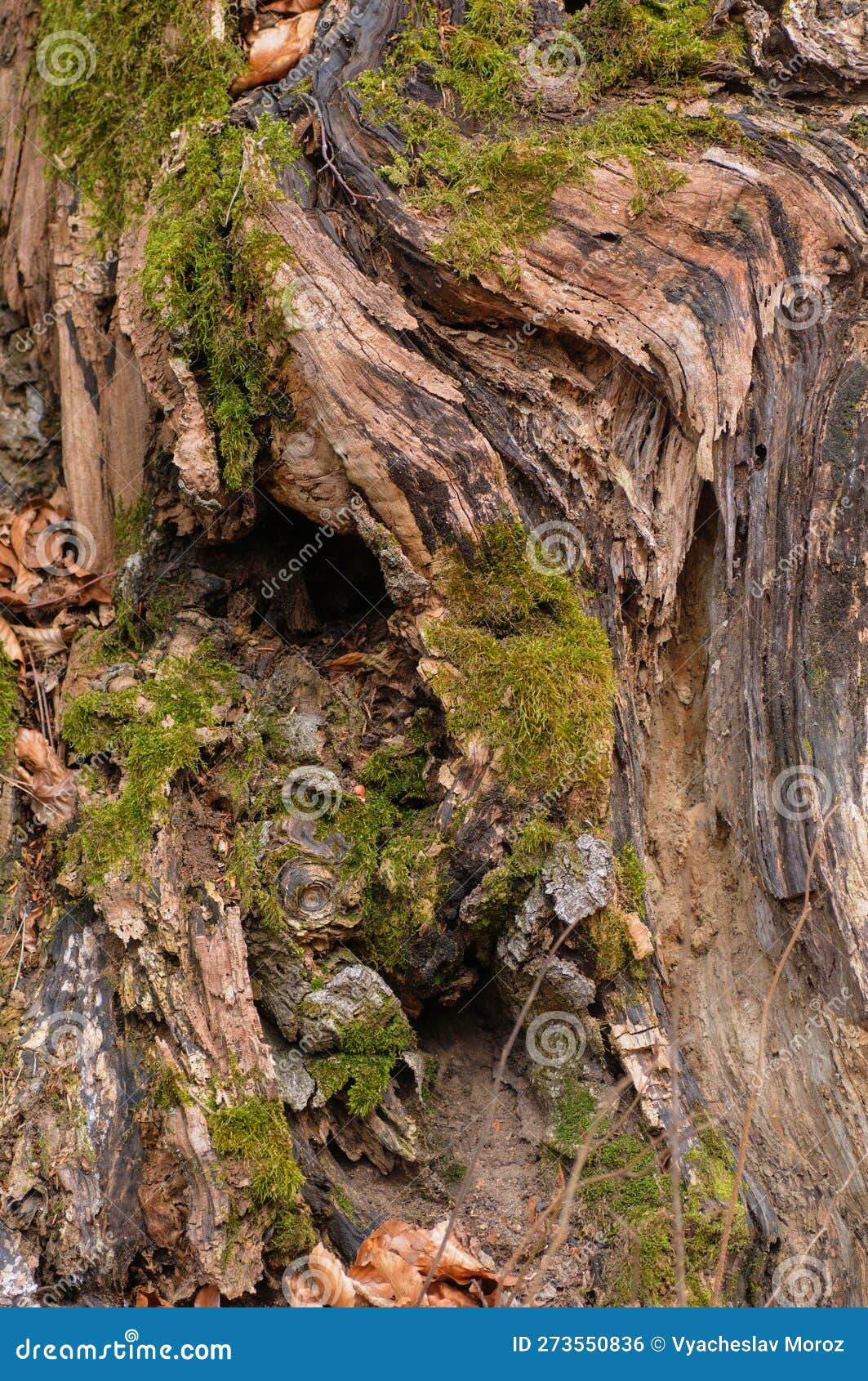 Old Tree Trunk Covered with Moss Stock Photo - Image of branch, nature ...
