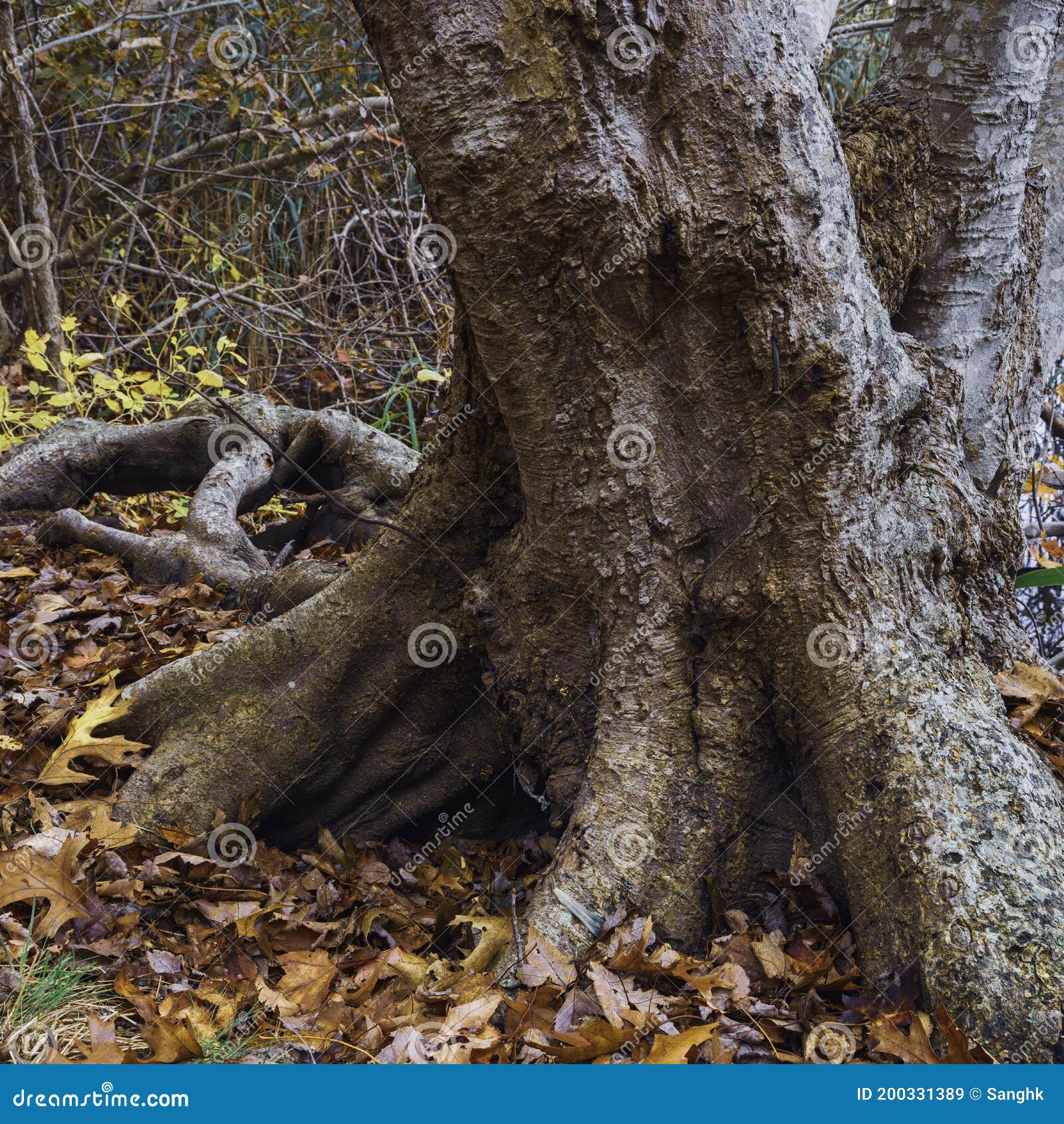 Massive Roots of a Maple Tree Trunk in the Forest, Close Up Photo in ...