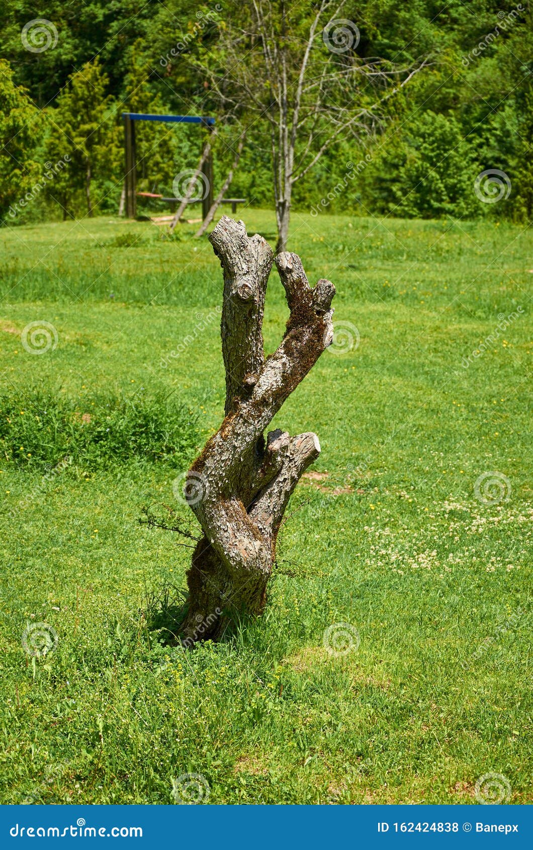 Old tree trunk on a field stock photo. Image of renewal - 162424838