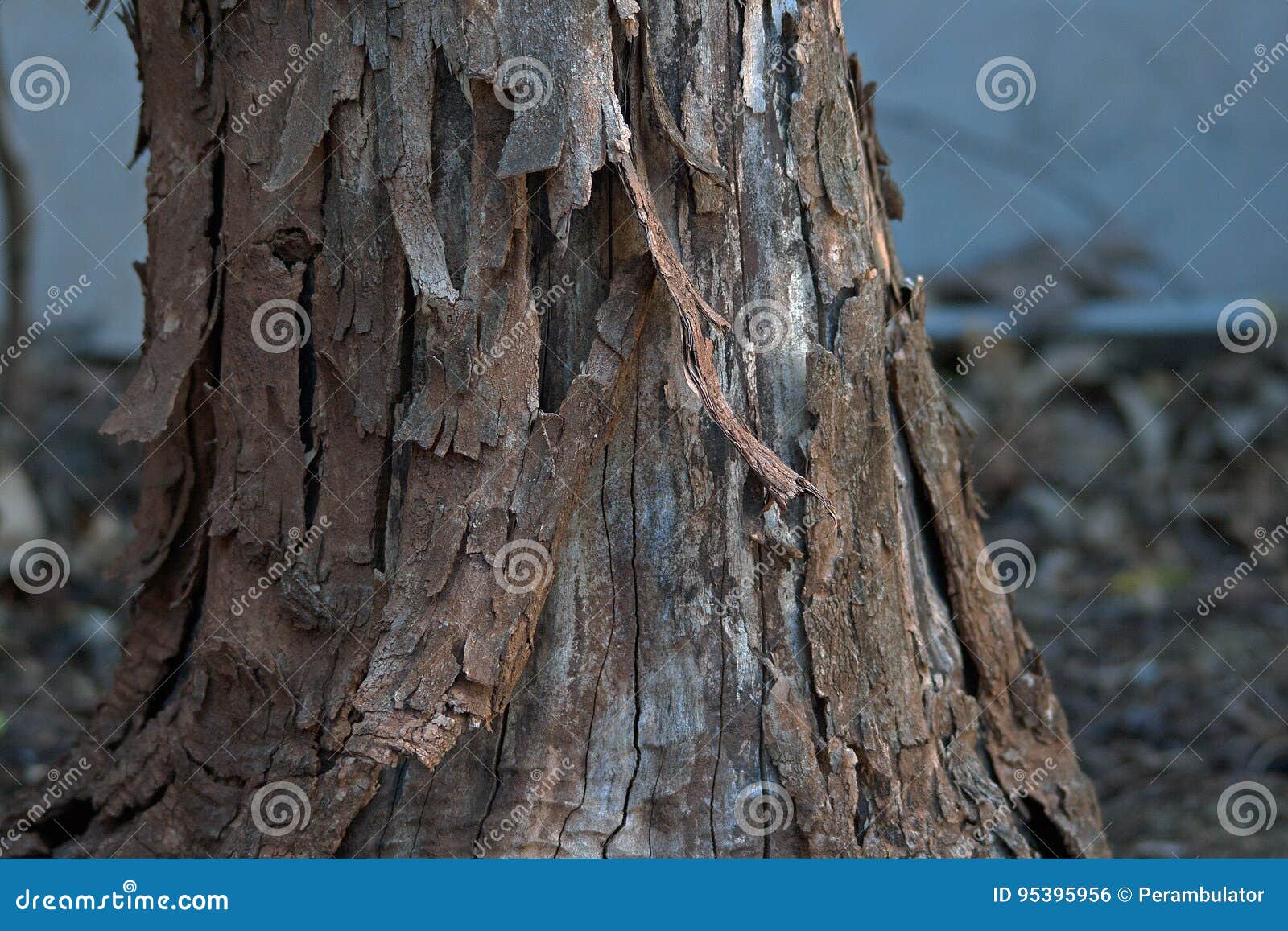 OLD TREE TRUNK with FLAKING BARK Stock Photo - Image of base, bark ...