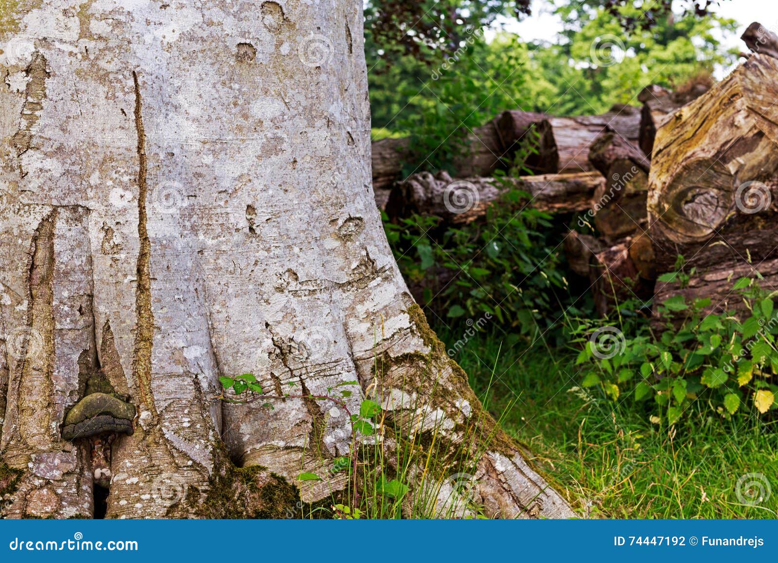 Old Tree Trunk in Forest with Chopped Wood for Fire on Background Stock ...
