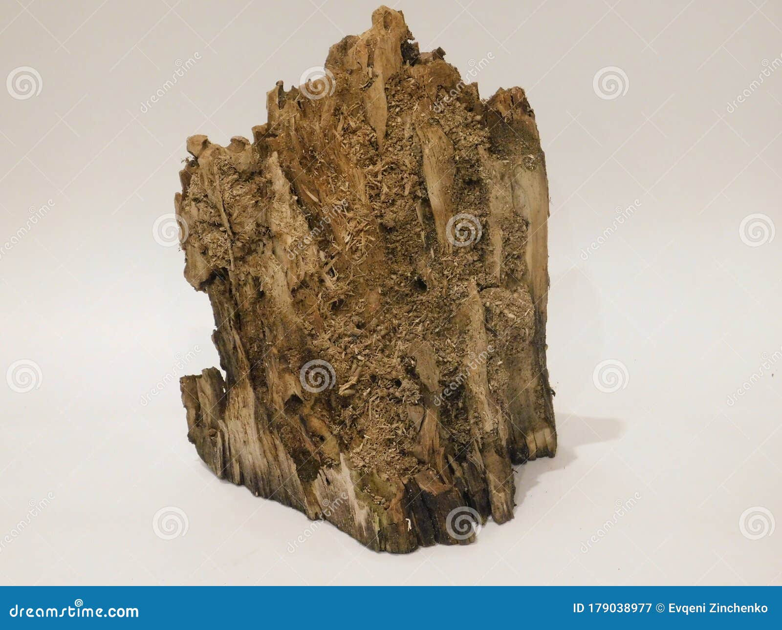 Fragment of a Dead Tree Trunk Stock Image - Image of flowers ...
