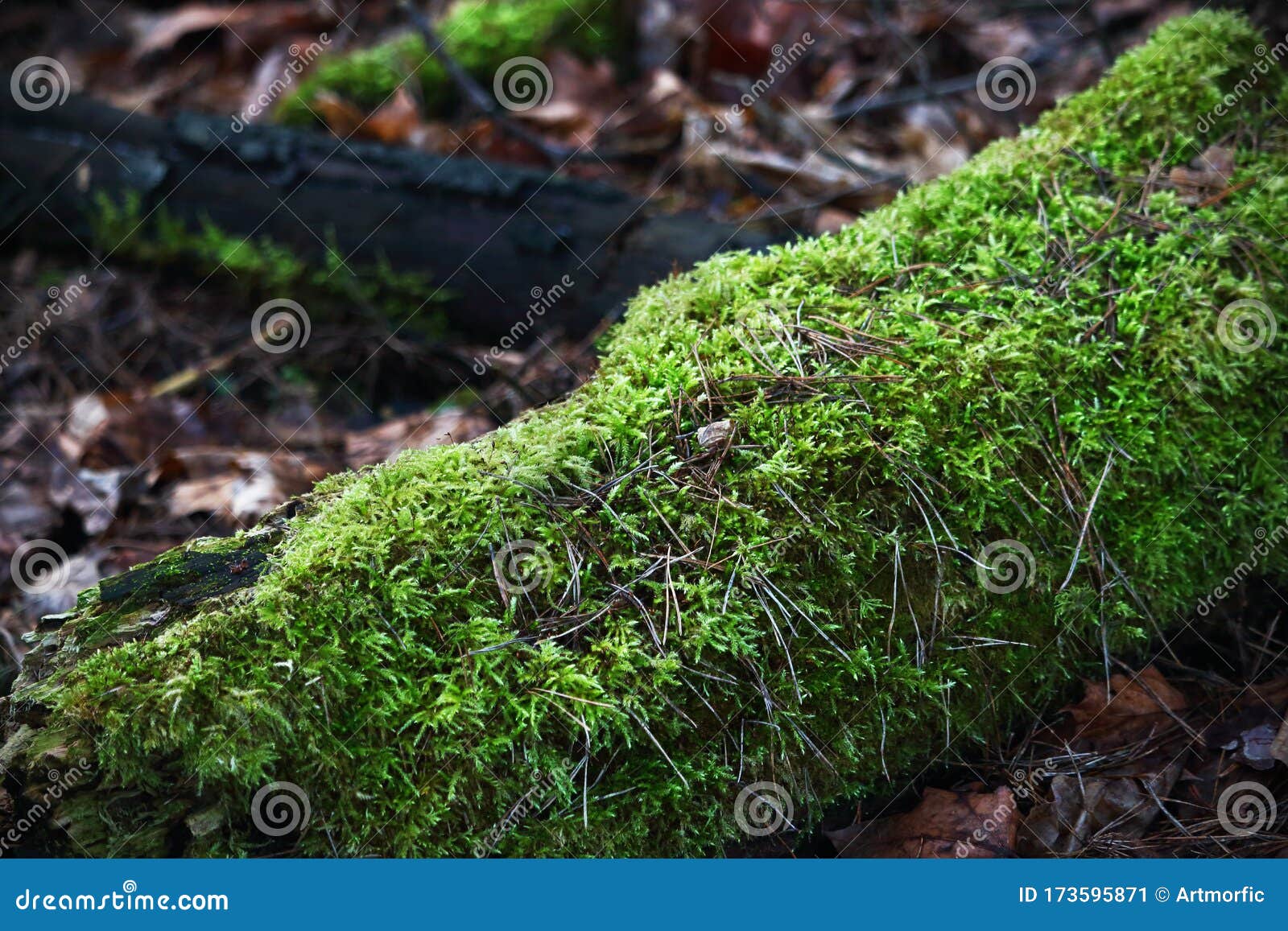 Old Tree Trunk with Green Moss on Dull Dry Leaves Ground Stock Image ...