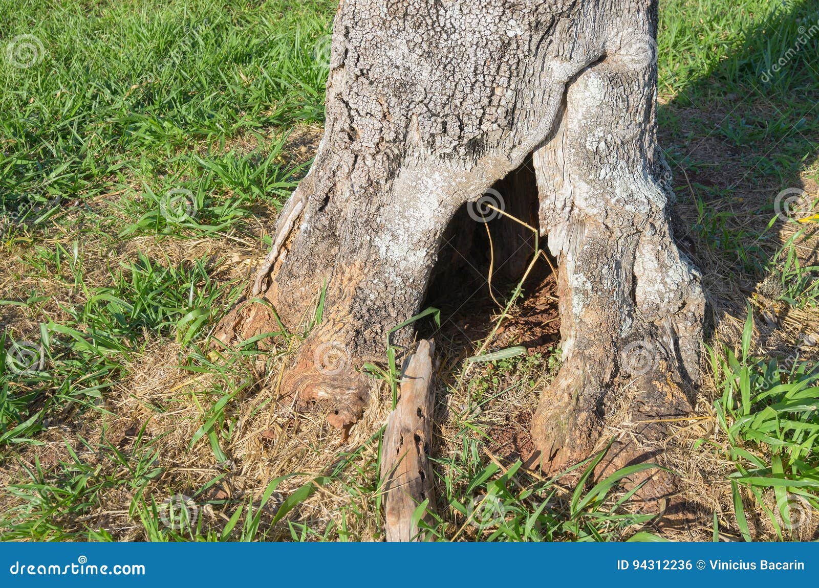 Old Tree Trunk with a Hole in the Base Stock Photo - Image of hole ...