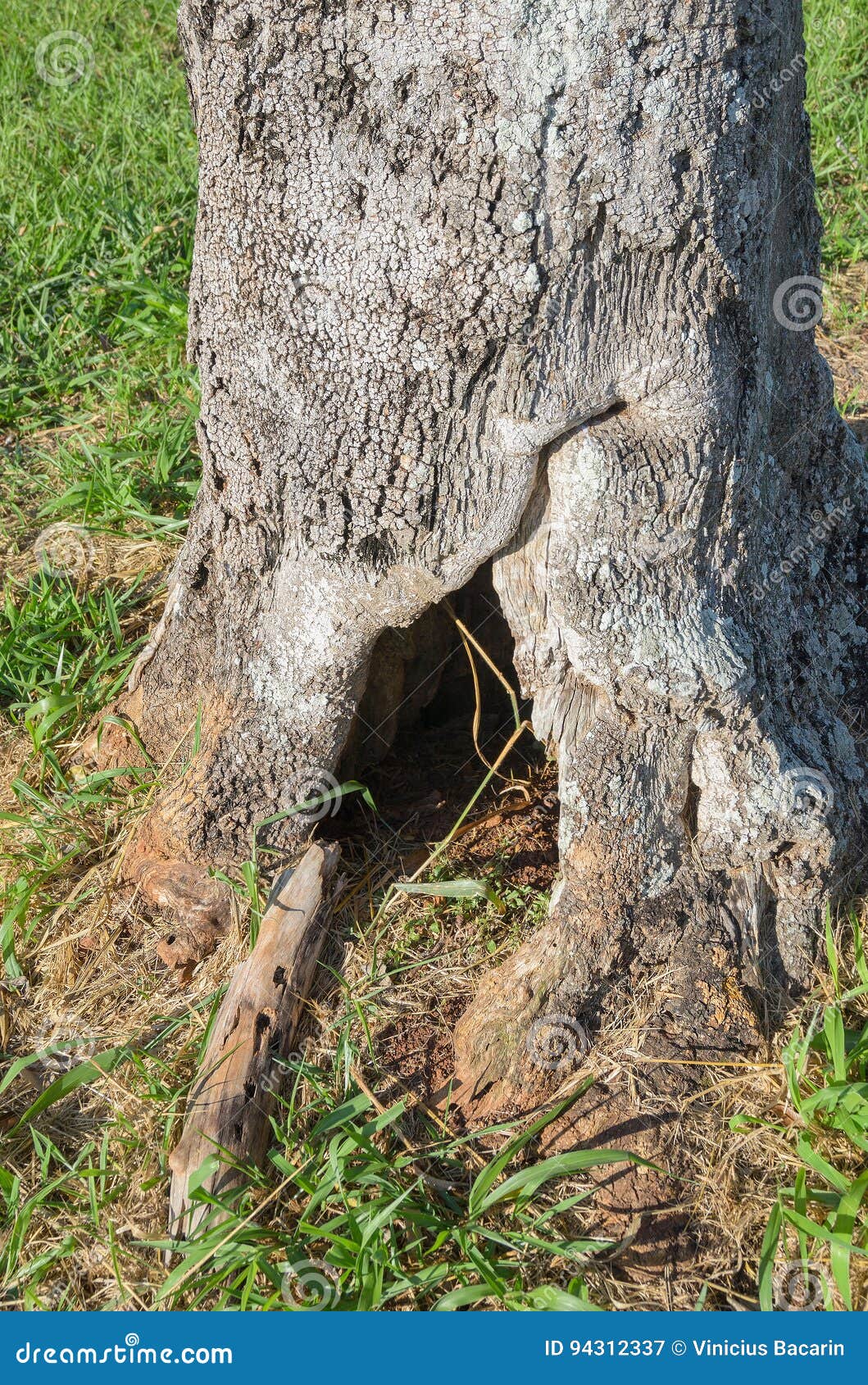 Old Tree Trunk with a Hole in the Base Stock Image - Image of branch ...