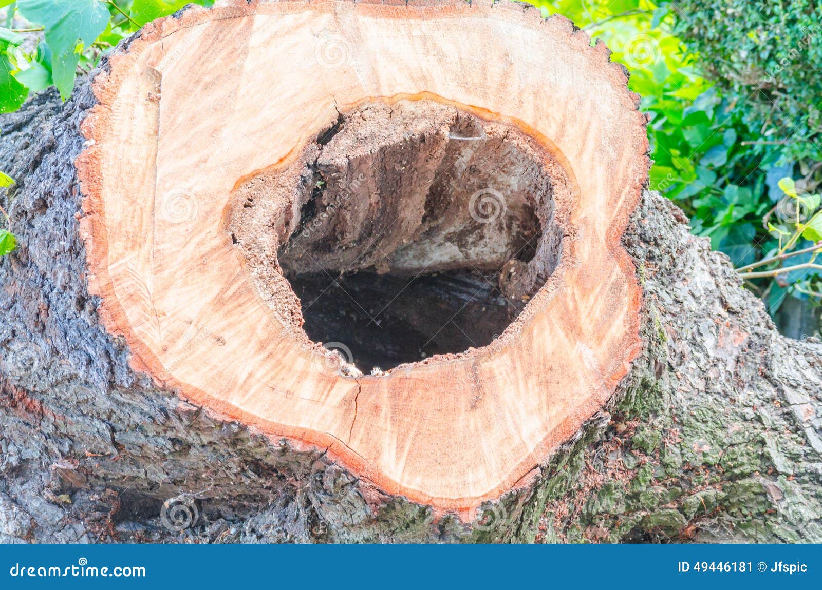 Hollowed-out, Weathered Tree Trunk Royalty-Free Stock Photo ...