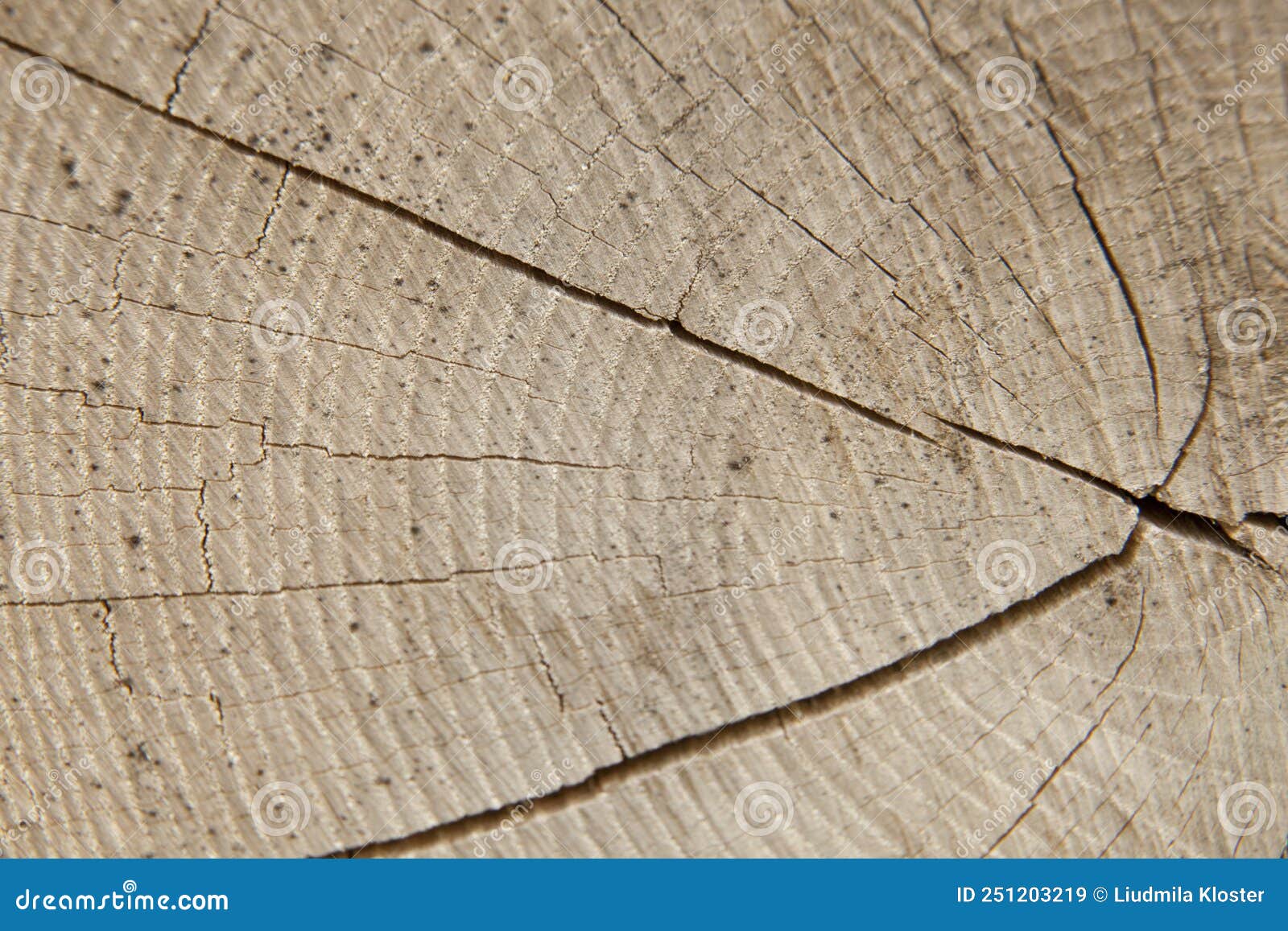 Round Trunk of an Old Tree with a Beautiful Structure Stock Image ...
