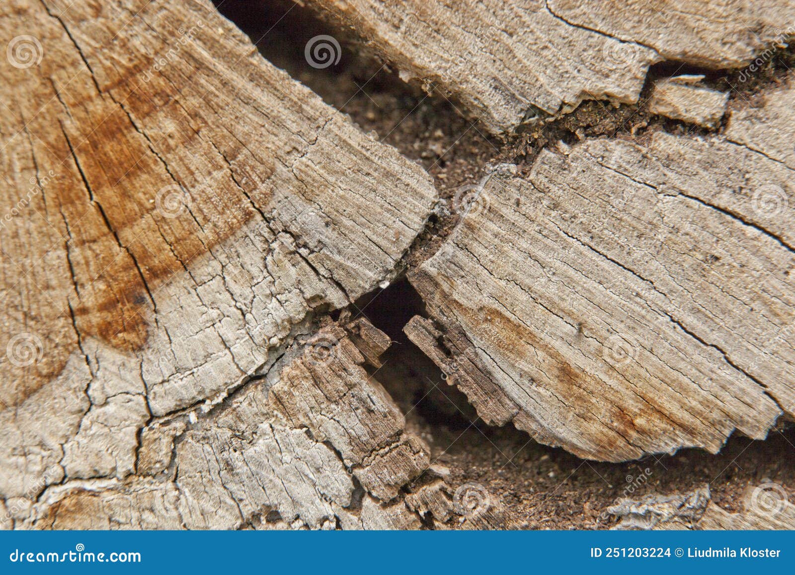 Round Trunk of an Old Tree with a Beautiful Structure Stock Photo ...