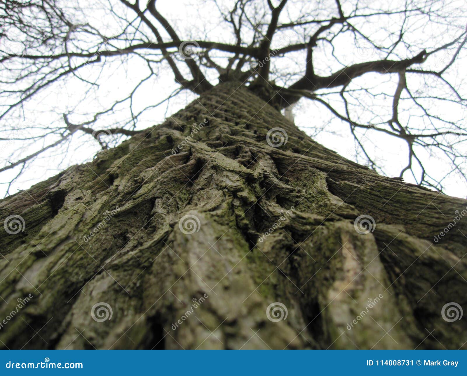 Old Tree Trunk stock image. Image of tree, looking, bark - 114008731