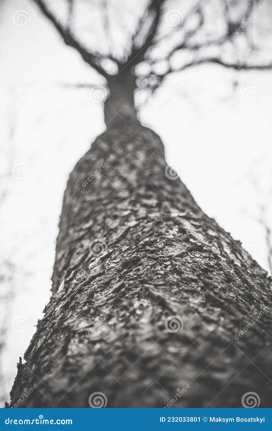 Old tree. tree trunk stock image. Image of colours, gorgeous - 232033801