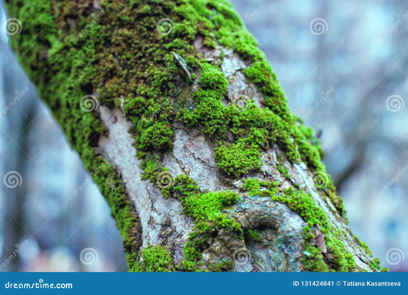 Old Tree Trunk with Moss Overgrown. Shallow Depth of Field Stock Image ...