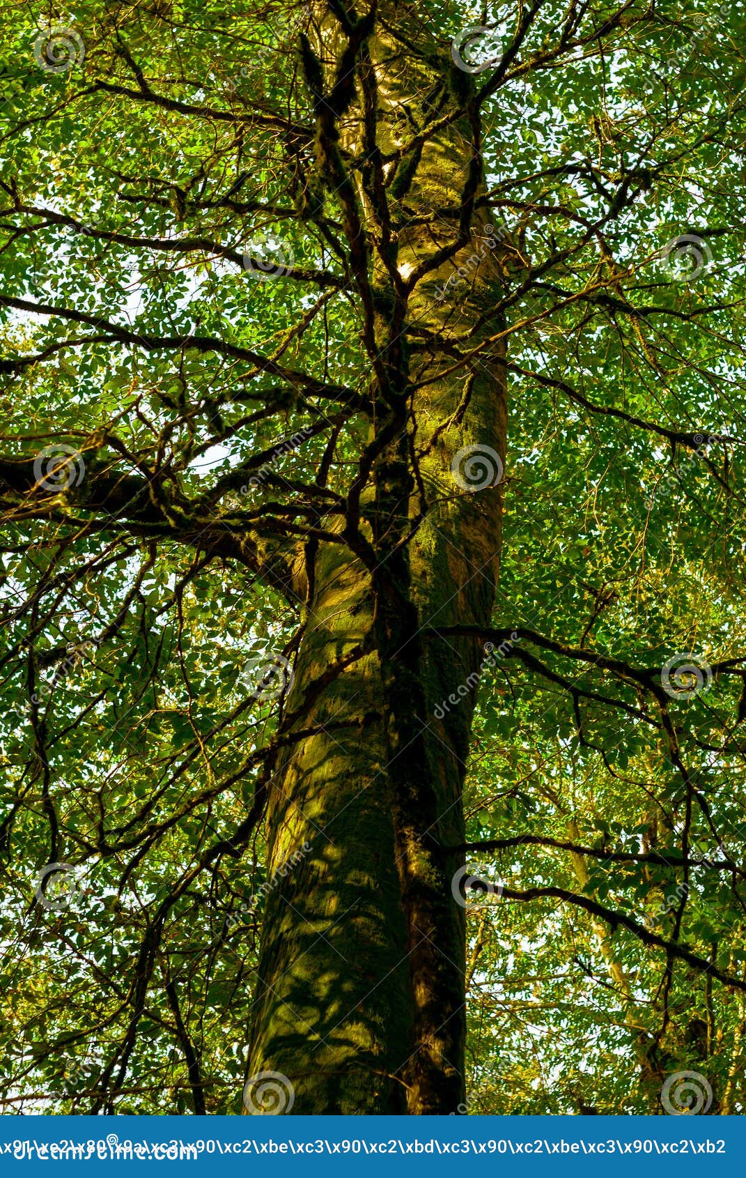 Old tree trunk stock photo. Image of life, dense, environment - 133612744