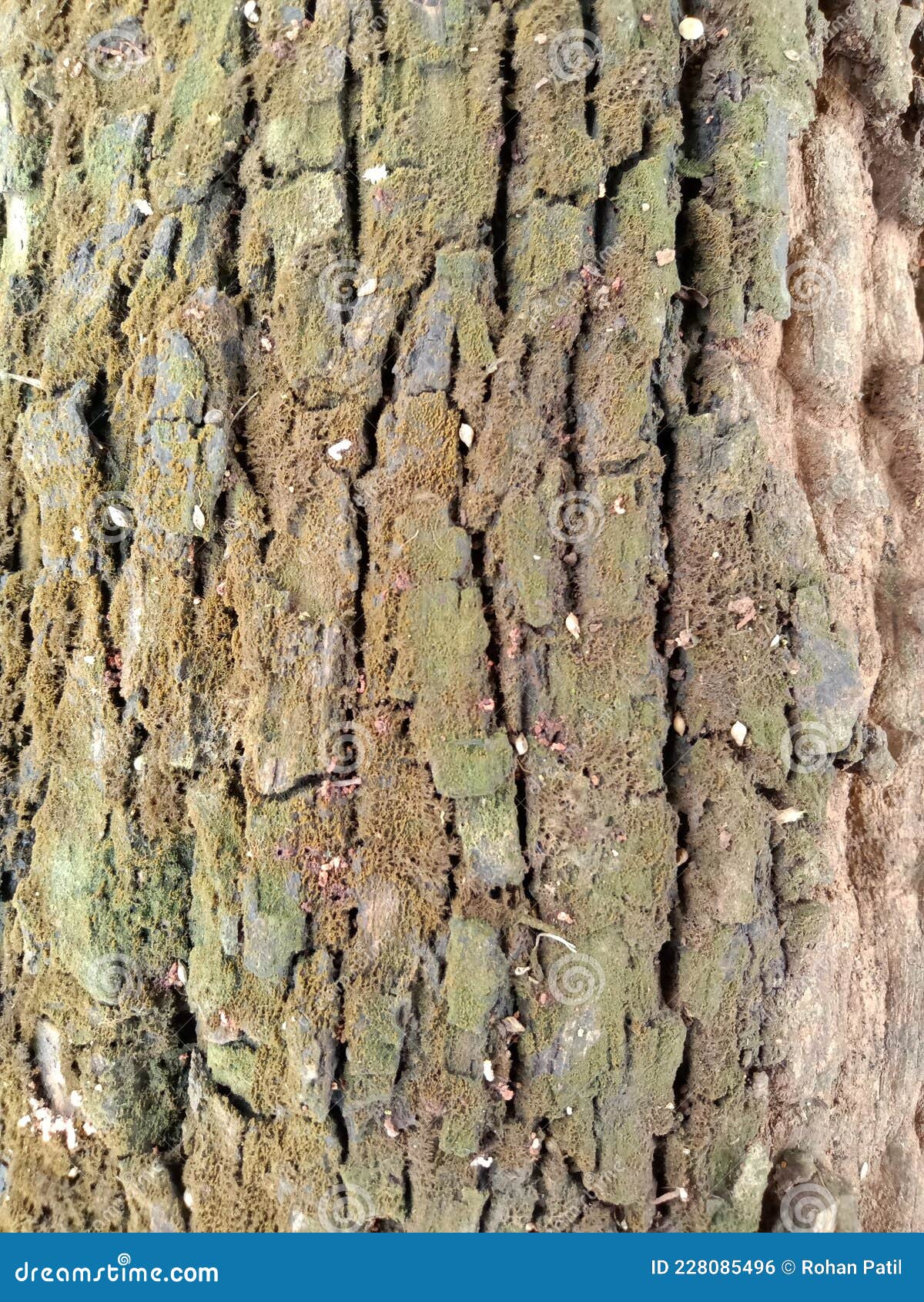 Old Tree Trunk Background Texture Wallpaper Stock Photo - Image of ...