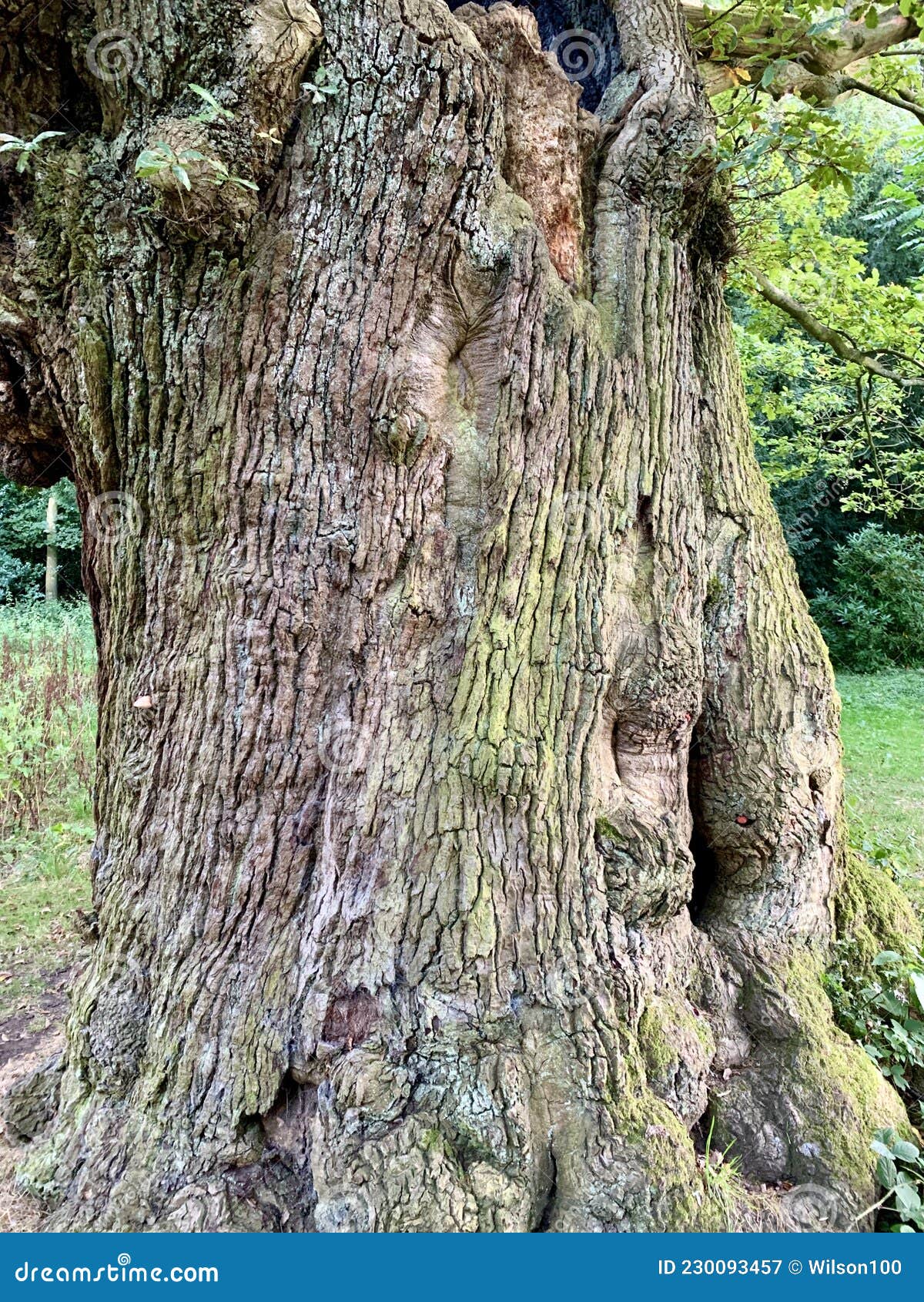 Old Tree Trunk stock image. Image of woodland, wood - 230093457