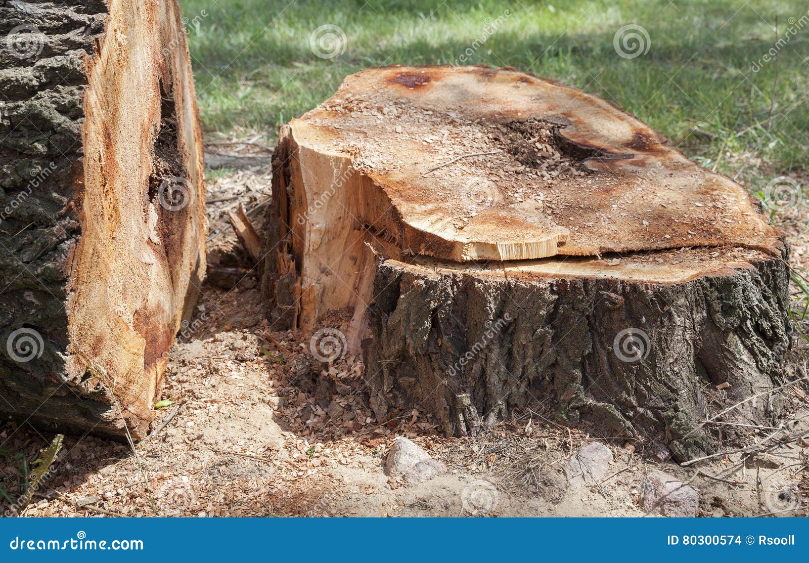 Old tree trunk stock photo. Image of pine, backgrounds - 80300574
