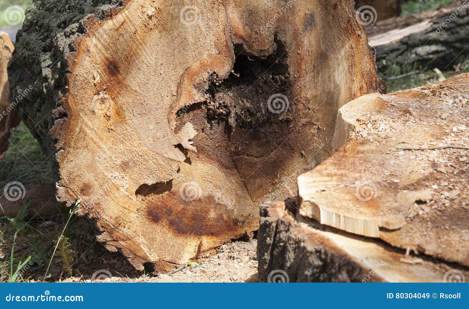 Old tree trunk stock image. Image of grained, grain, nature - 80304049
