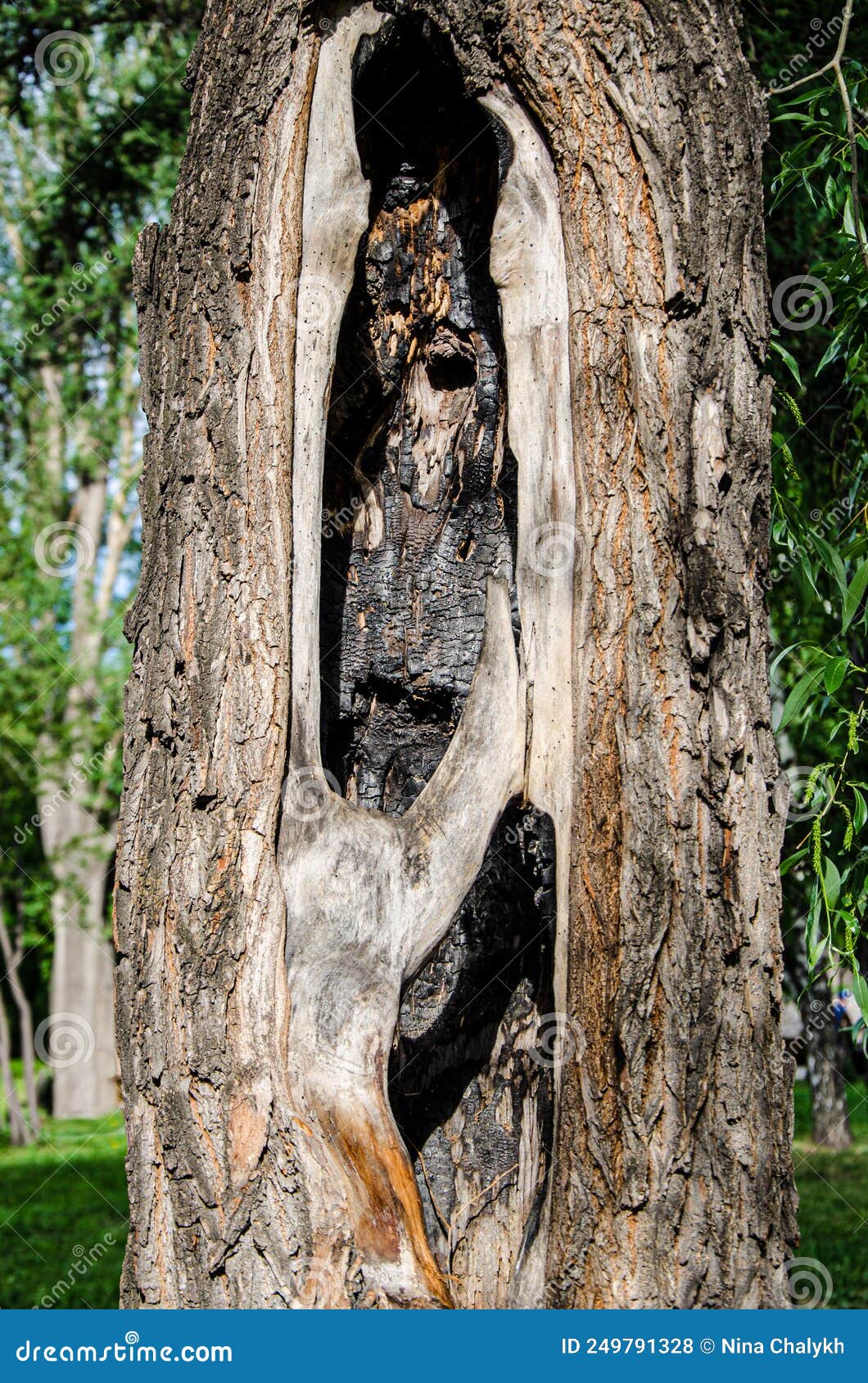 Old Tree Trunk with Scorched Middle. Burnt Tree from Lightning Strike ...
