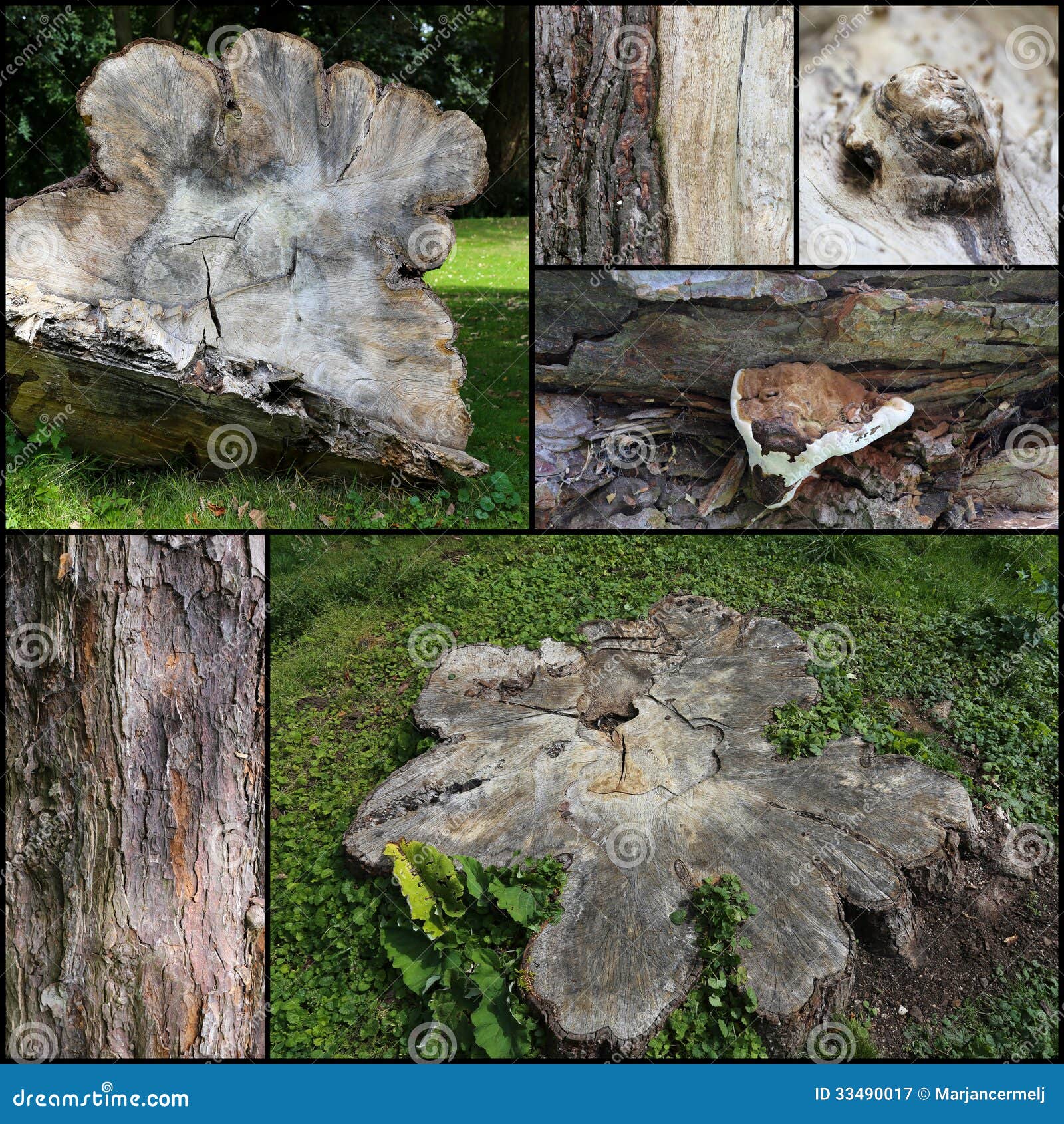 Old Tree Trunk Set Collage stock image. Image of mushroom - 33490017