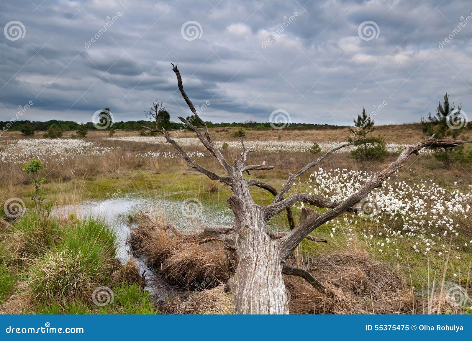 Old tree trunk on swamp stock image. Image of cotton - 55375475