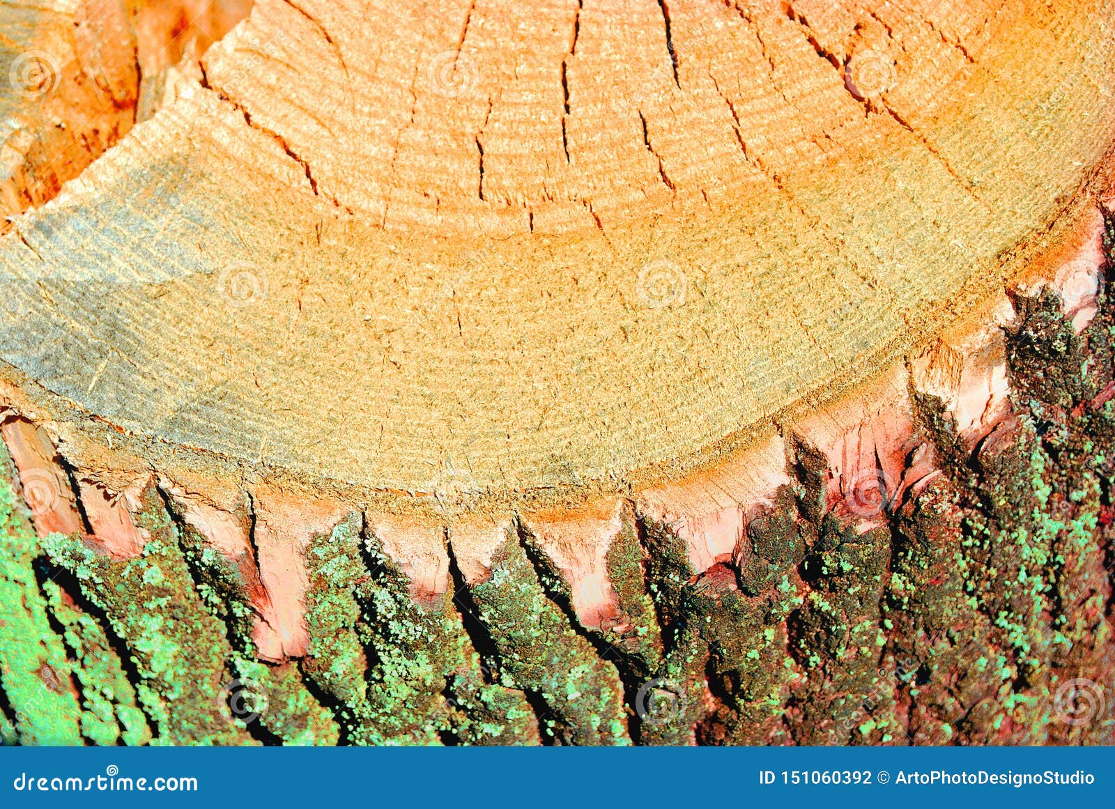 Old Tree Trunk Texture, Sawed Section Top View, Close Up Stock Photo ...