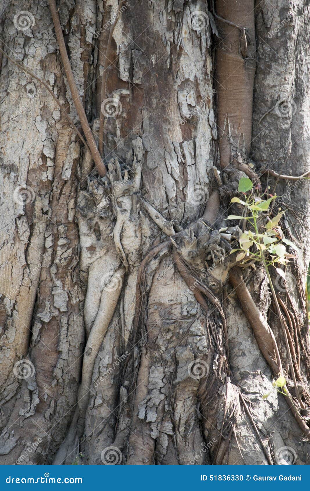 Old Root Of Peepal Tree Inside Walls Stock Photo | CartoonDealer.com ...