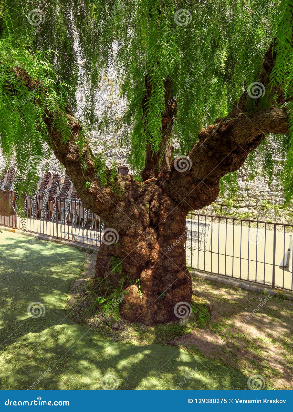 Old tree trunk of a willow stock image. Image of bark - 129380275