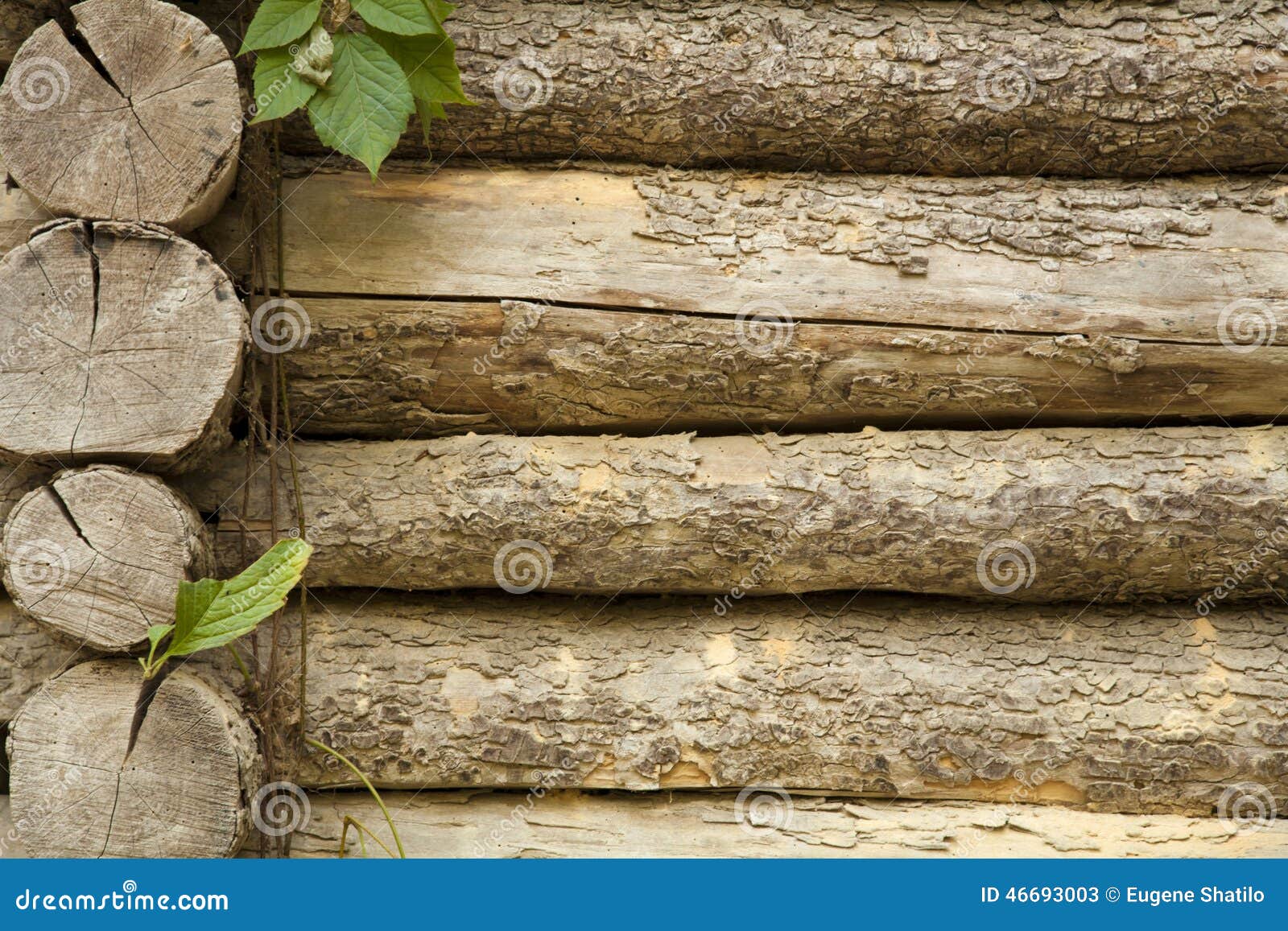 Old Tree Trunks with Leaves Stock Image - Image of wallpaper, mosaic ...