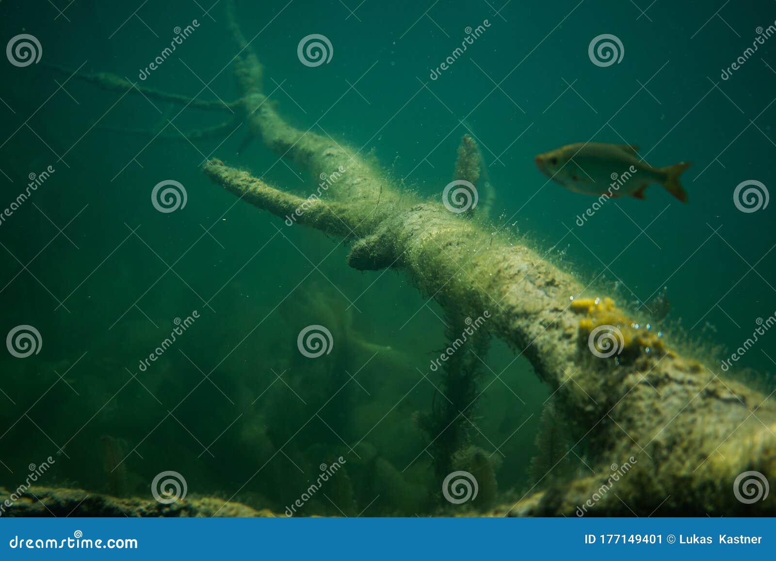 Old Tree Under Water, Underwater Photography of a Tree Image ...