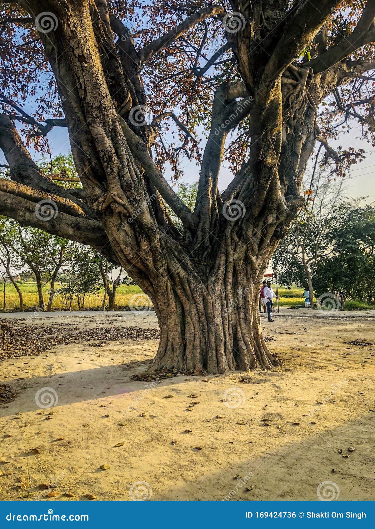 Old tree in Uttar Pradesh stock photo. Image of view - 169424736