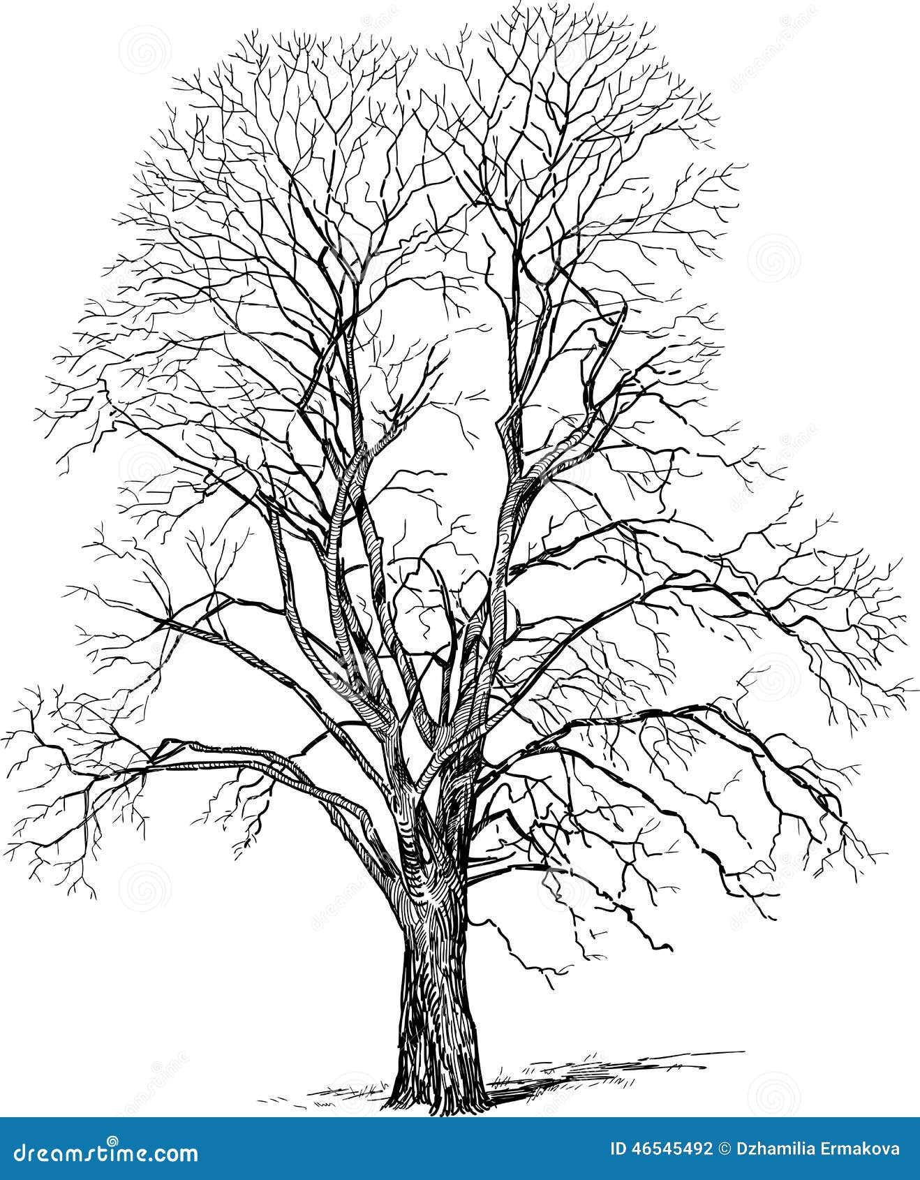 Old tree stock vector. Illustration of stalk, sketch - 46545492