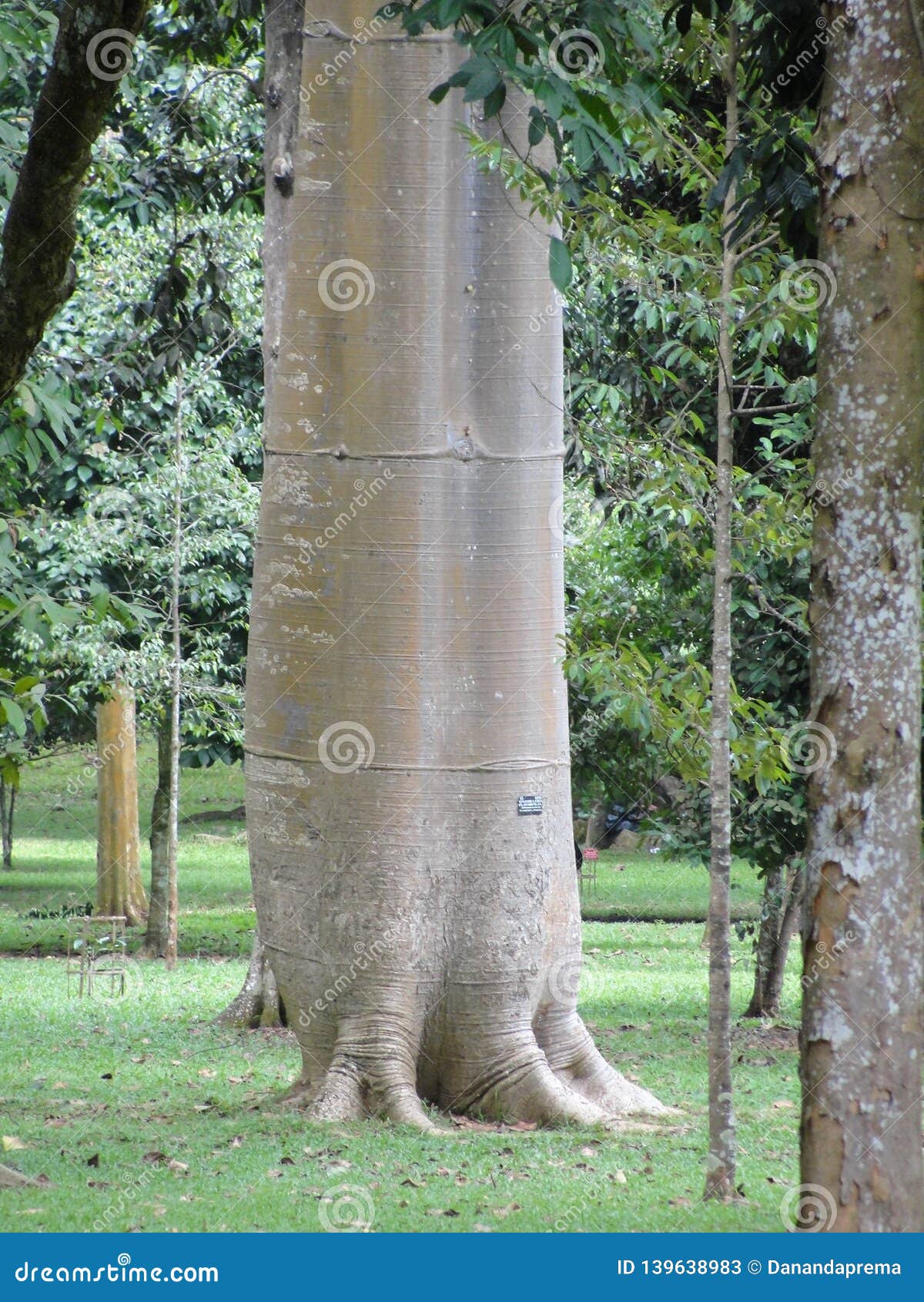 Big trunk tree in the park stock image. Image of huge - 139638983