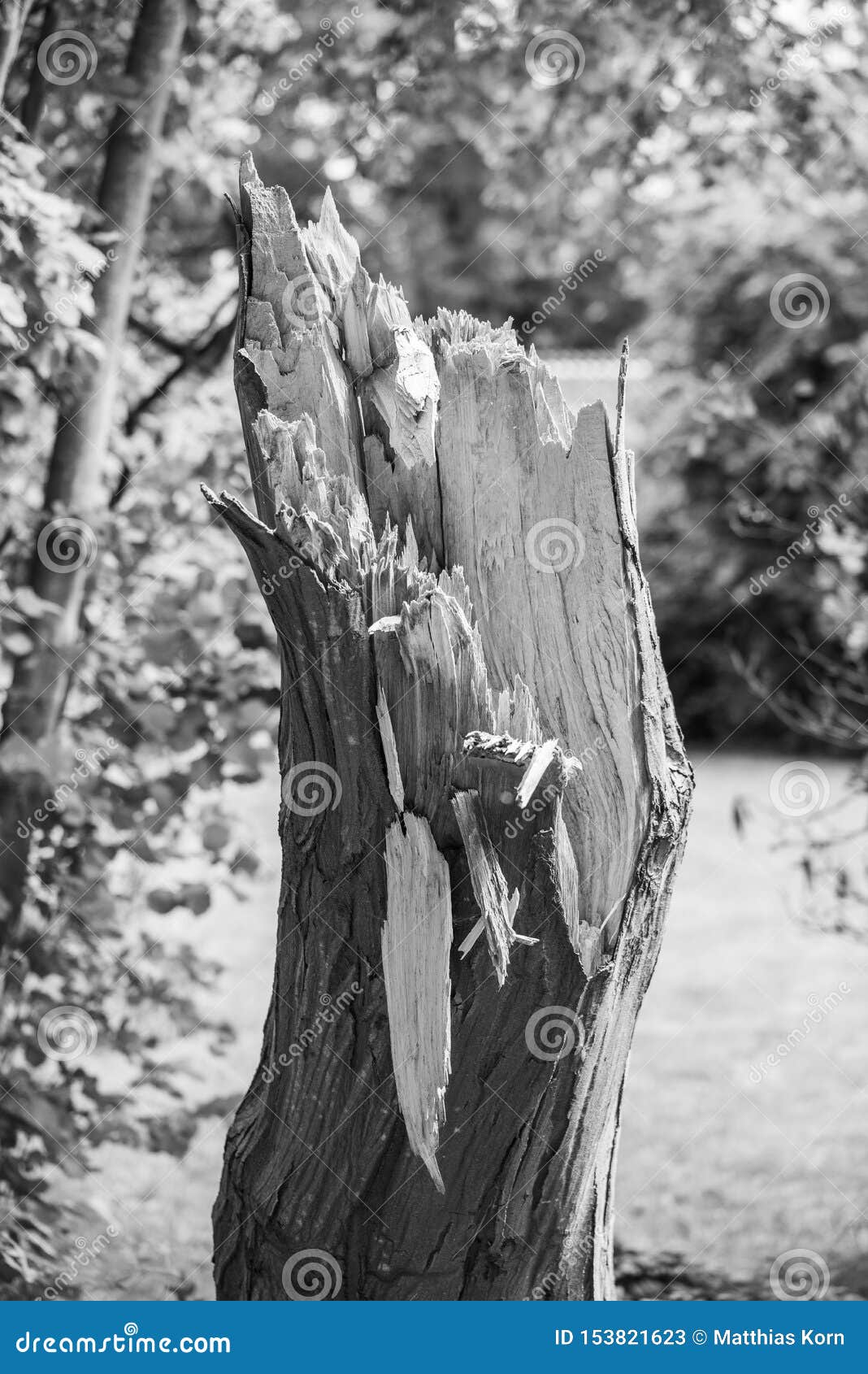 An Old Tree that Was Damaged in a Storm Stock Image - Image of focus ...