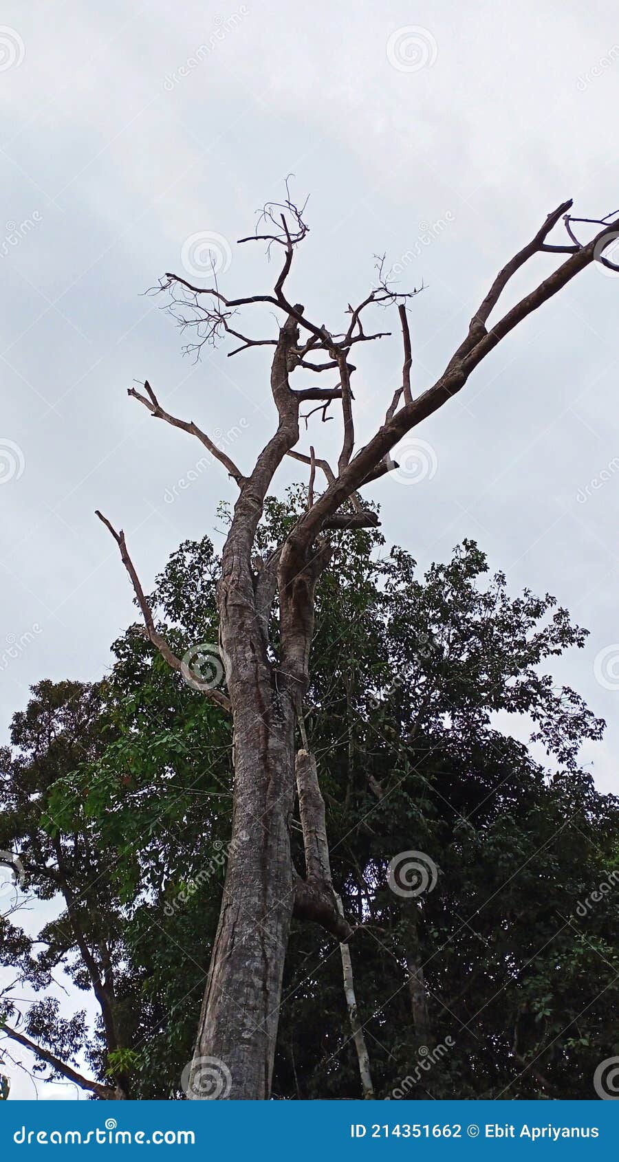 The Old Tree Was Struck by Lightning Stock Photo - Image of tree ...