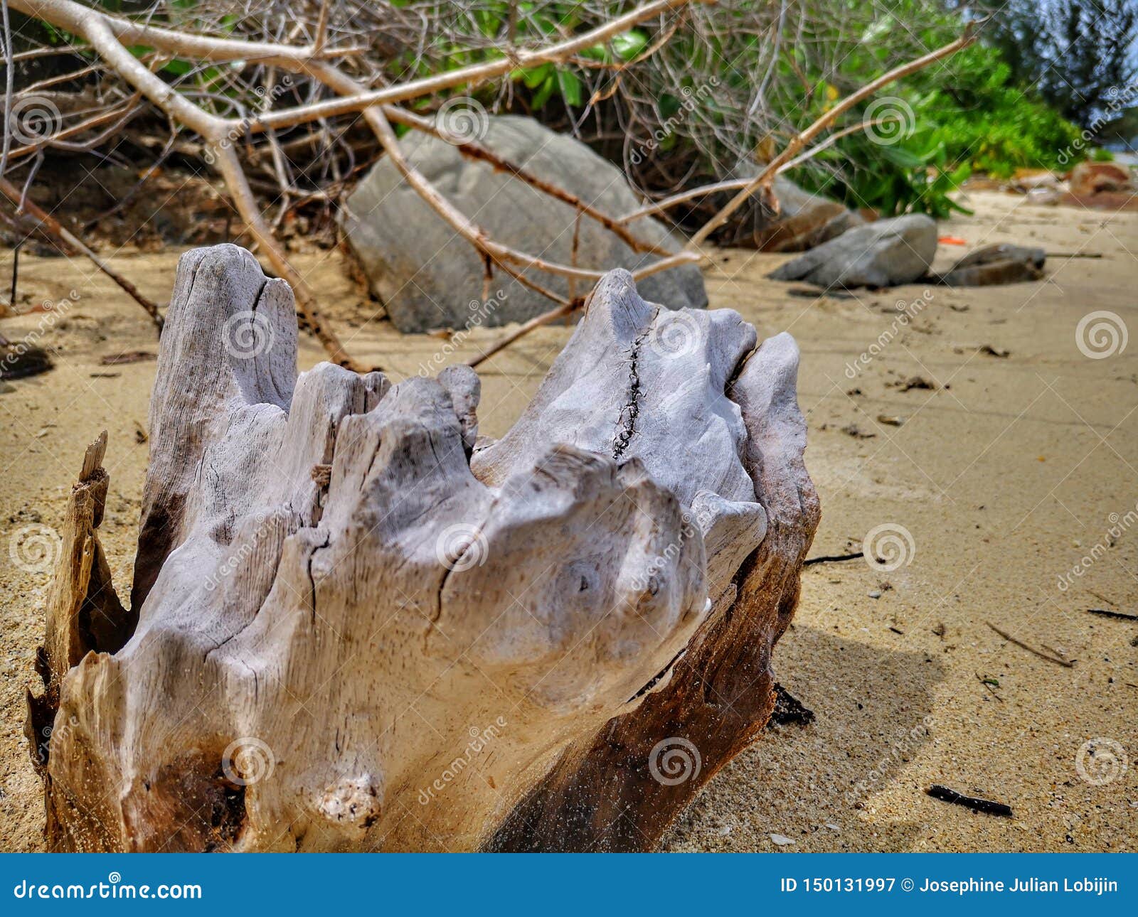 An Old Tree Washed-up Create a Vintage Look on the Seashore during the ...