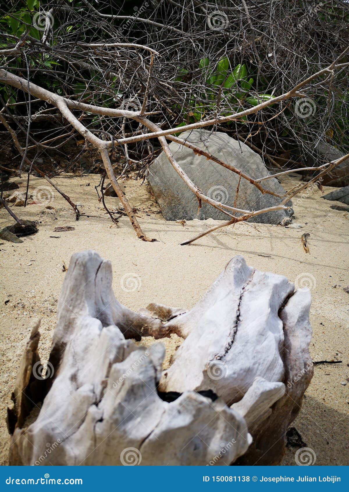 An Old Tree Washed-up on the Seashore during the Low Tide. Stock Photo ...