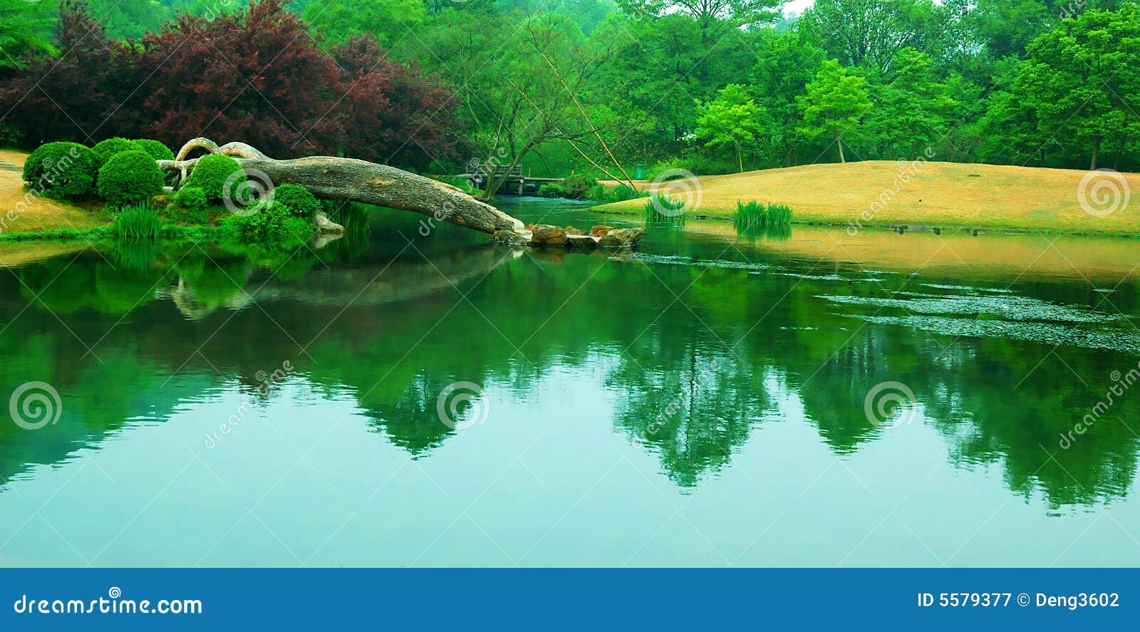 A old tree on water stock image. Image of tree, abstract - 5579377