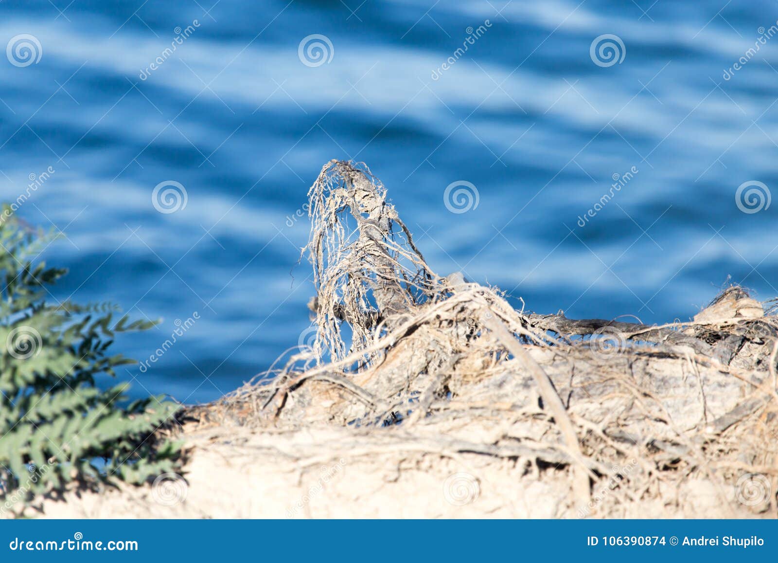 Old tree in water stock photo. Image of dessicated, freeze - 106390874