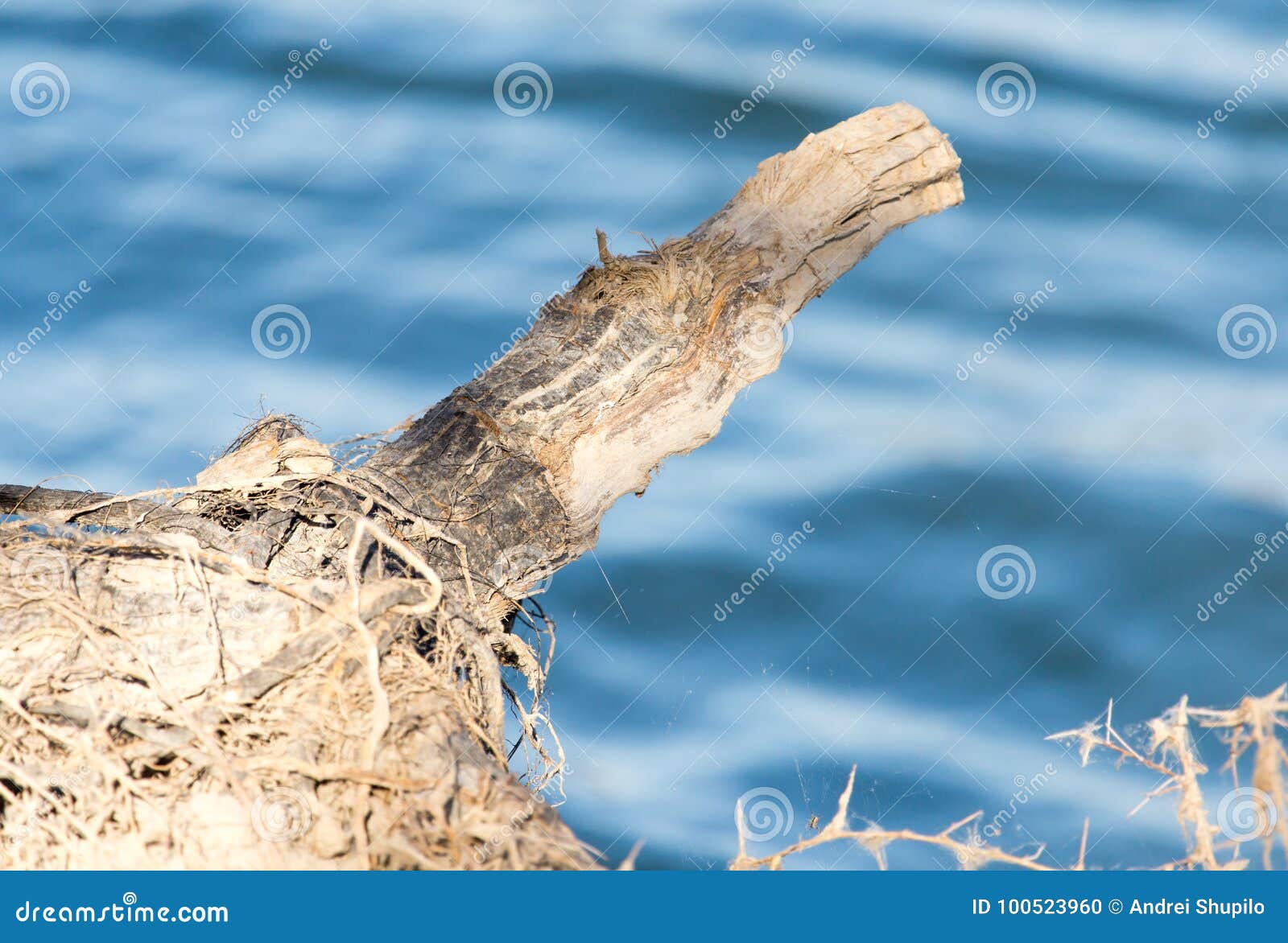 Old tree in water . stock photo. Image of natural, snag - 100523960